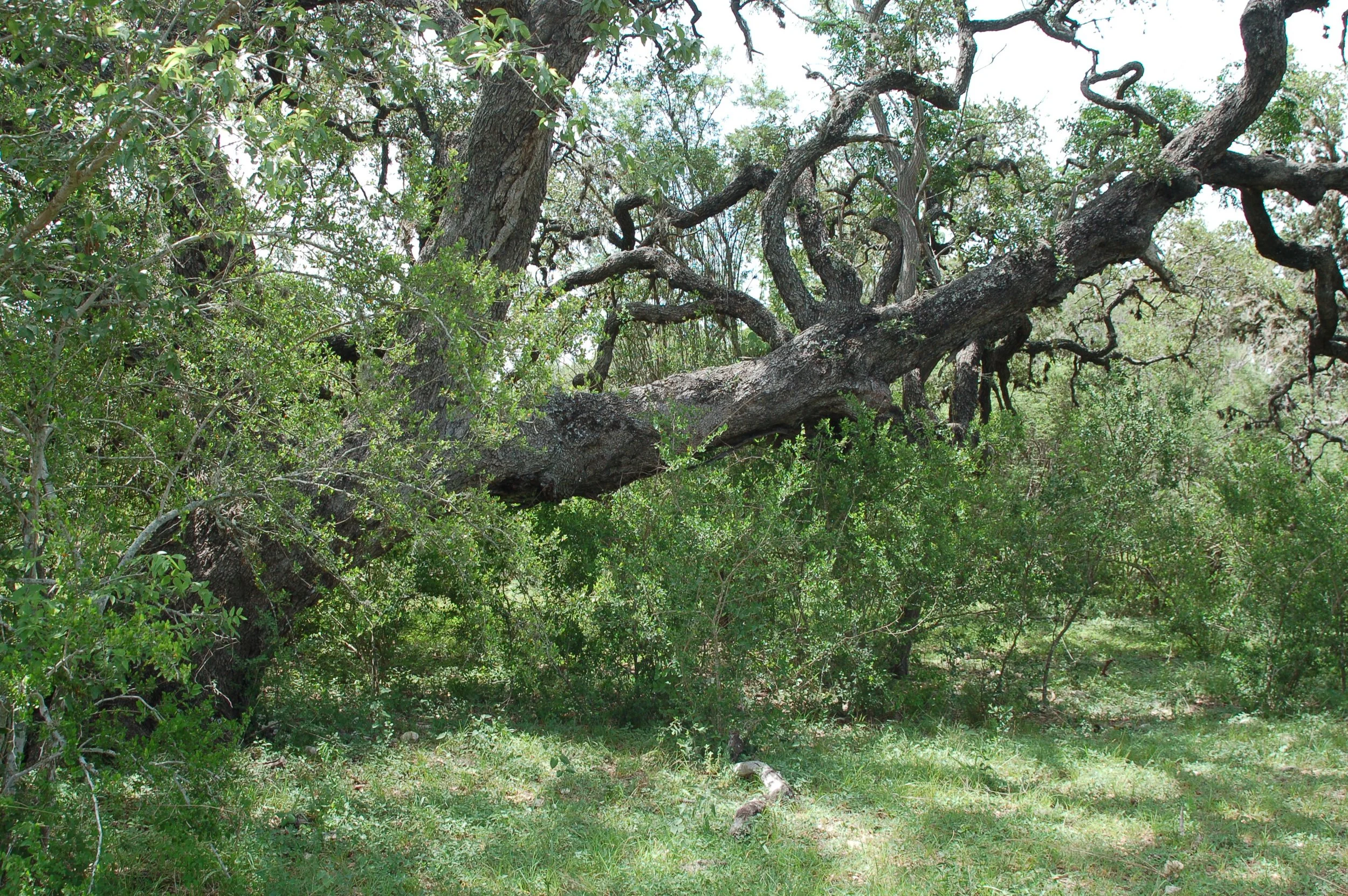 Our Land — Weston Ranch Foundation