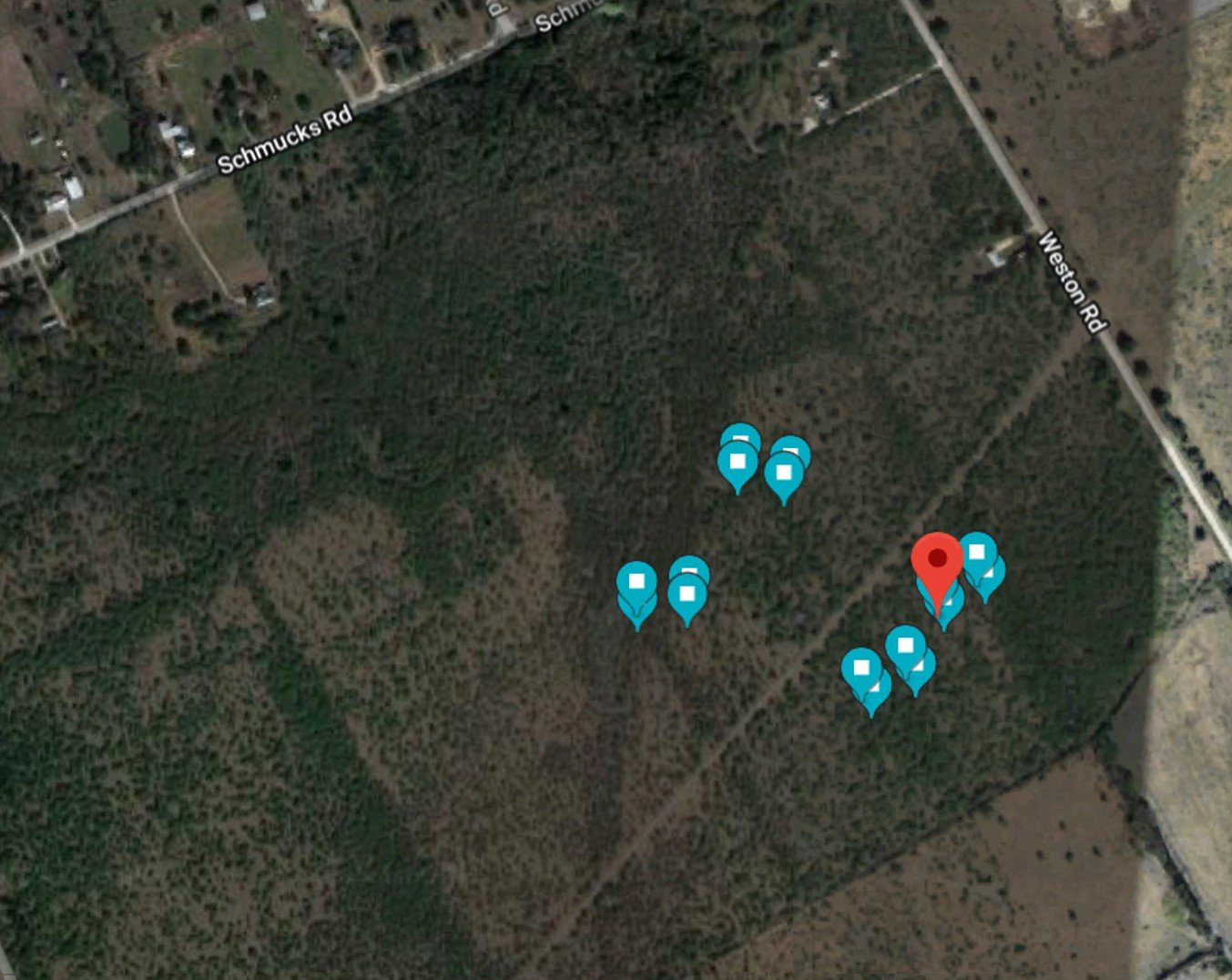 Restoration Site — Weston Ranch Foundation