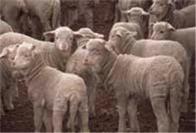 Pregnancy Toxaemia in Sheep — Meander Valley Veterinary Service