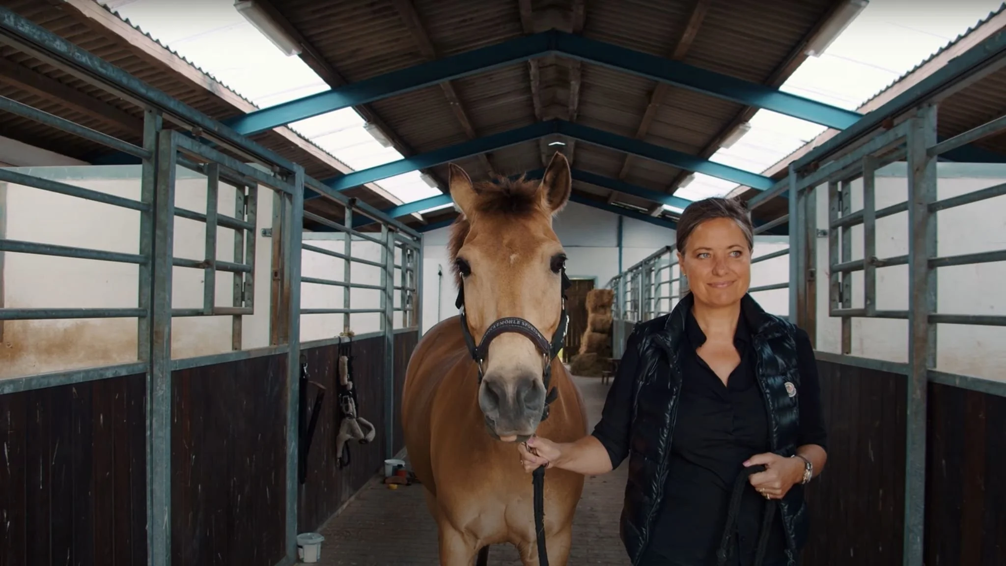 The Ultimate Horse Box Trailer Guide for Motor Movers