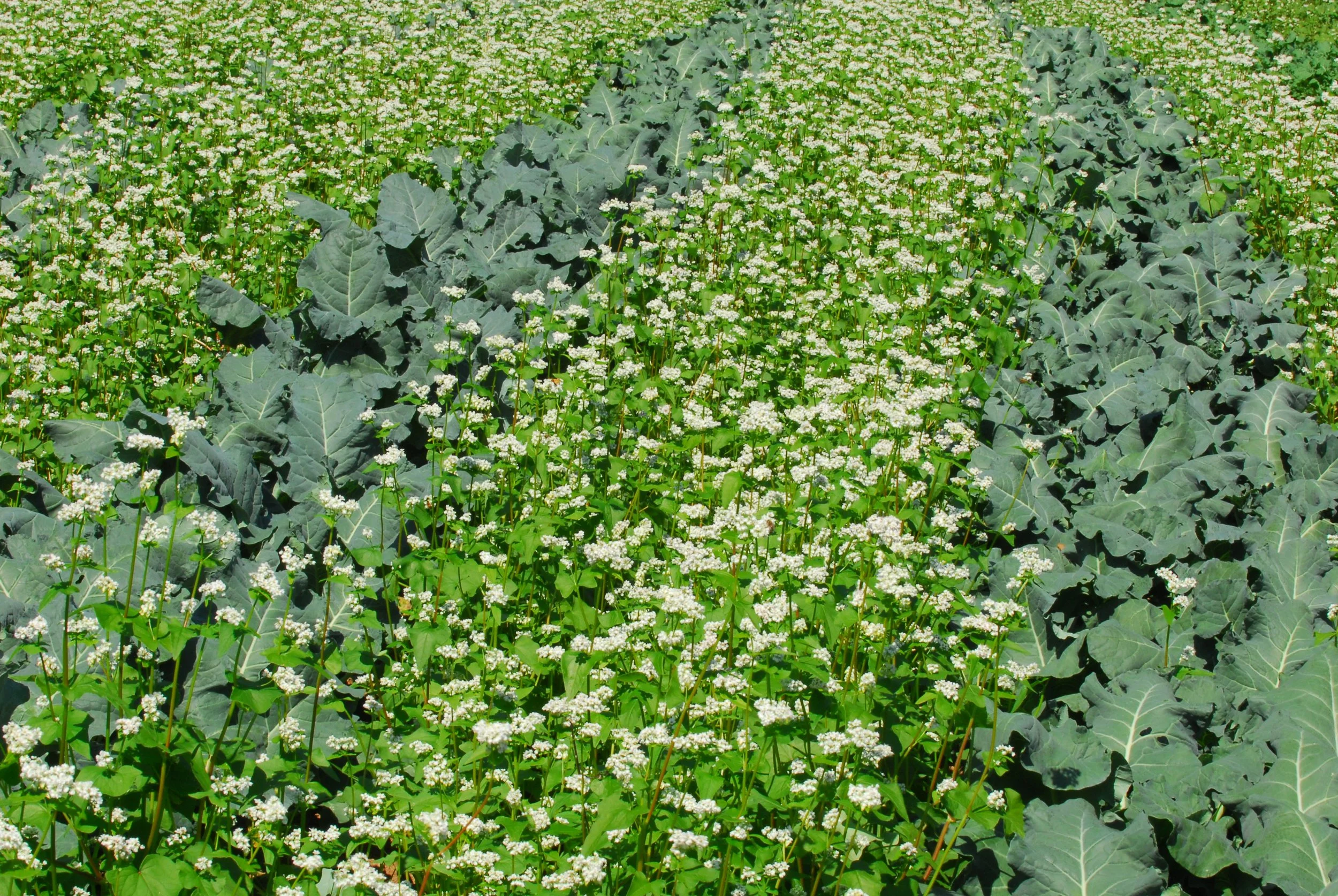 The Northeast Washington Farmers Market — Edible Inland Northwest