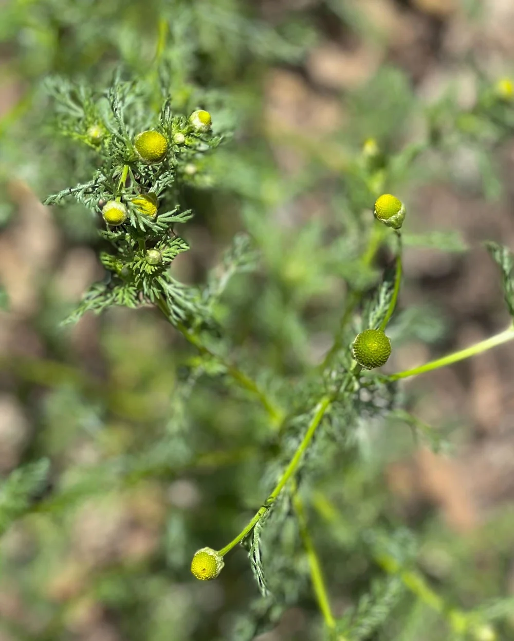 Incredible Pineapple Weed — Edible Inland Northwest