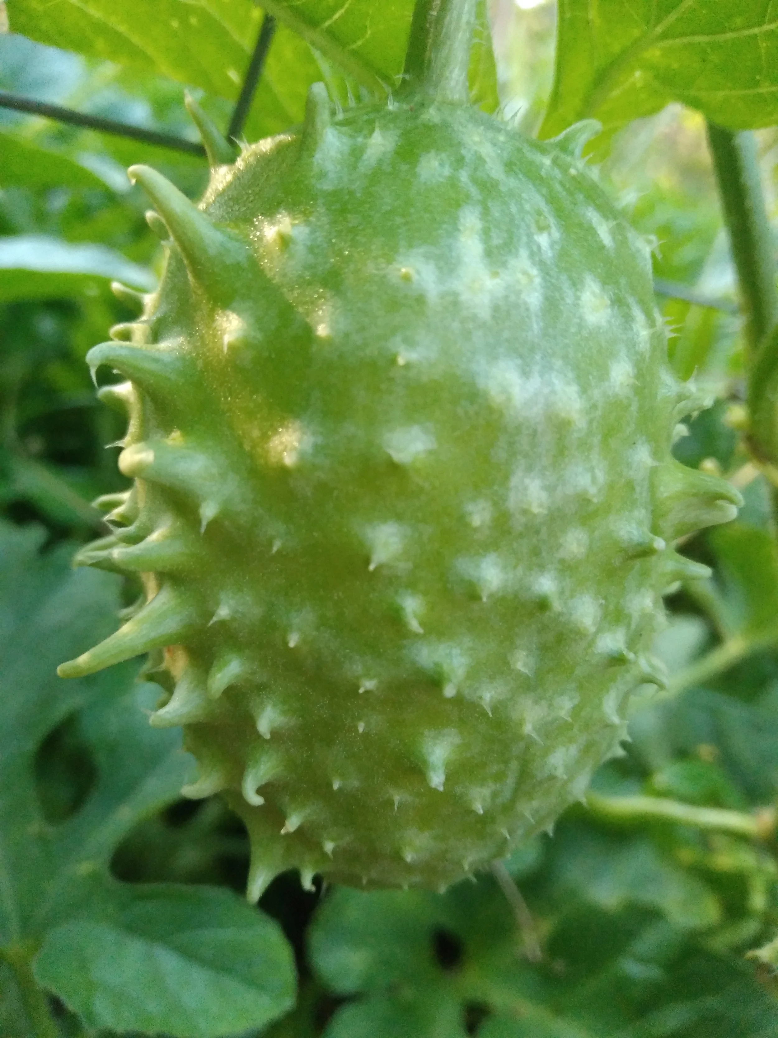 Seed Shop — Bhoomi Devi Seeds