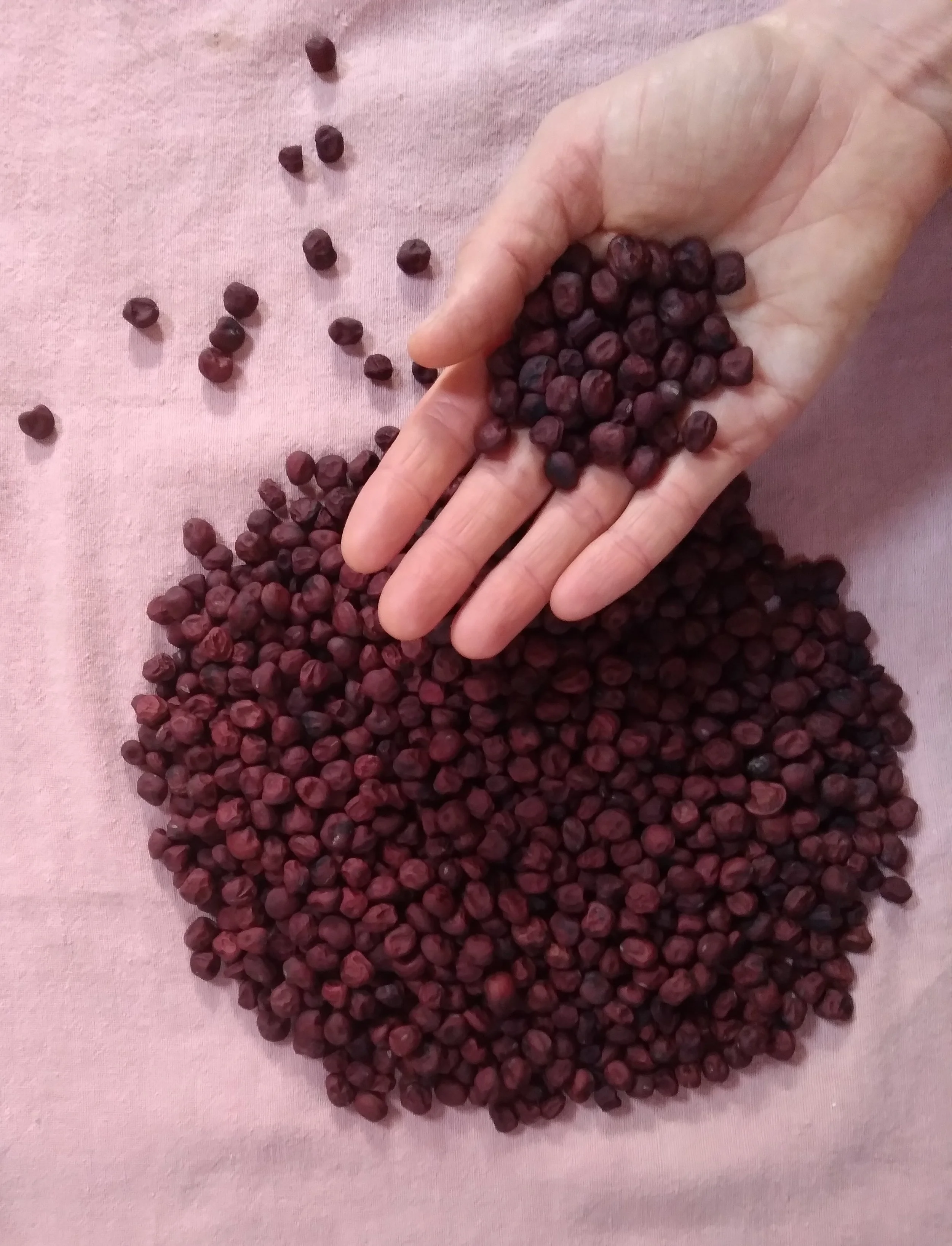 Seed Shop — Bhoomi Devi Seeds