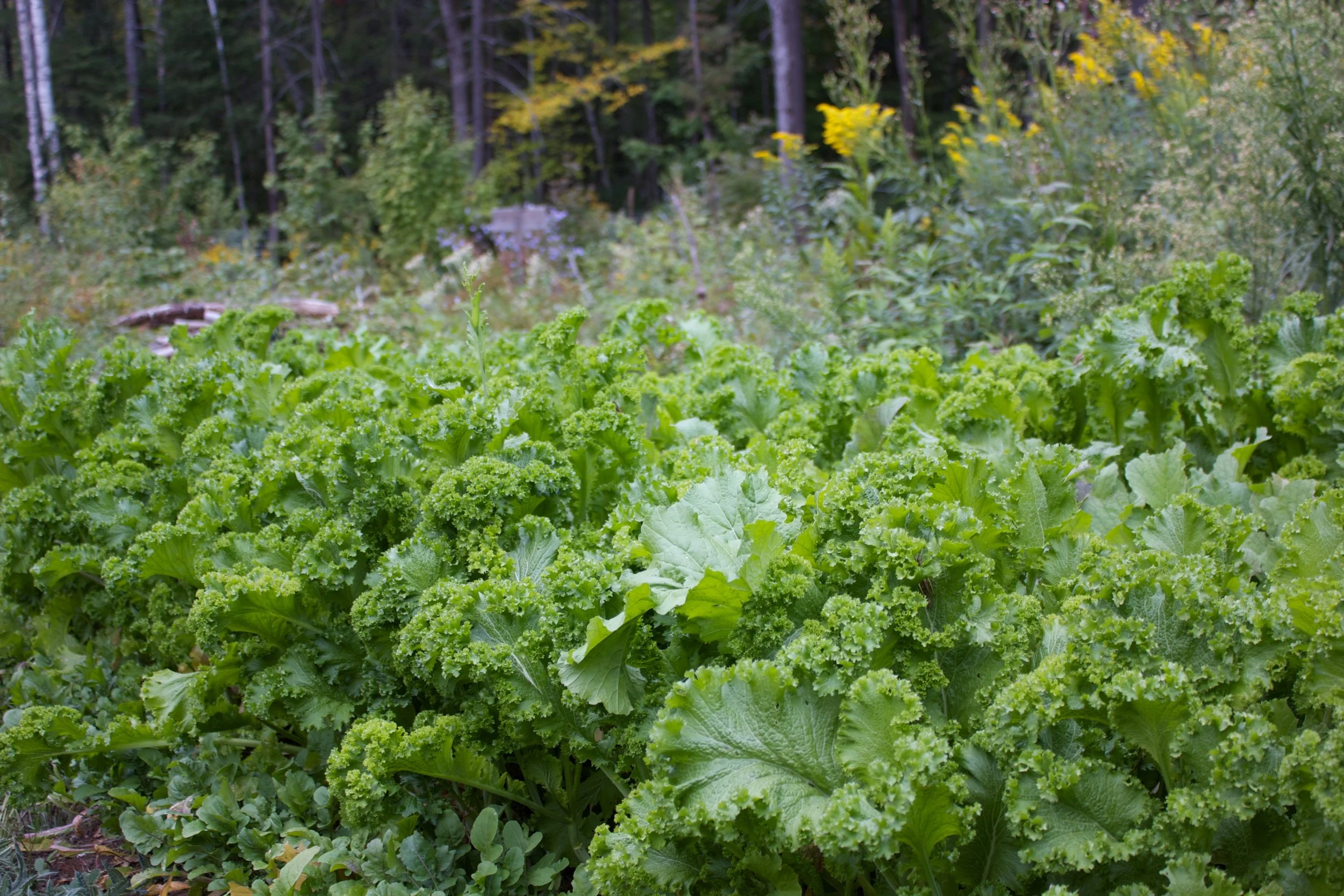 "Deitrich's" Wild Broccoli Raab — Bhoomi Devi Seeds