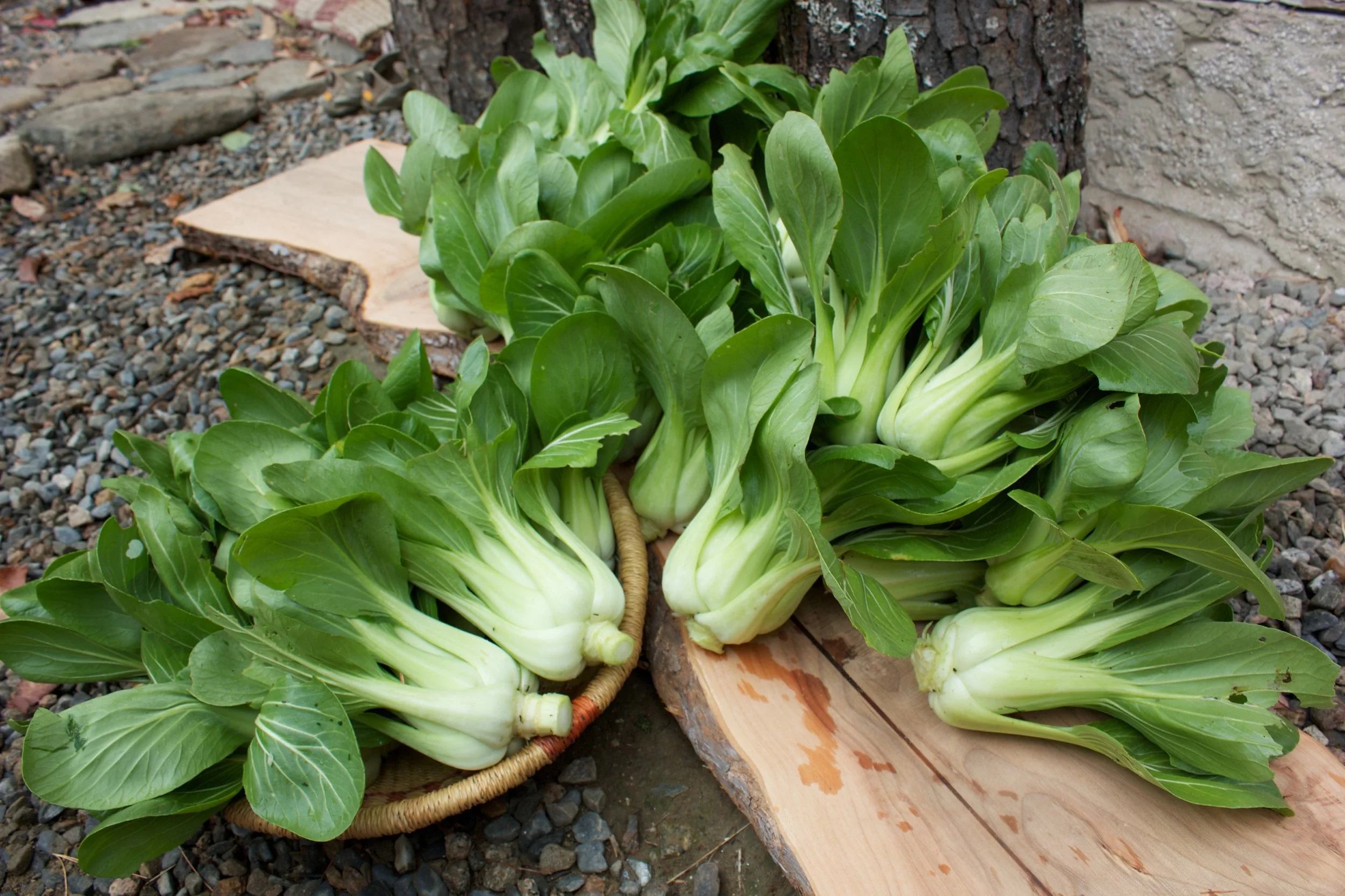 "Madeley" Kale — Bhoomi Devi Seeds