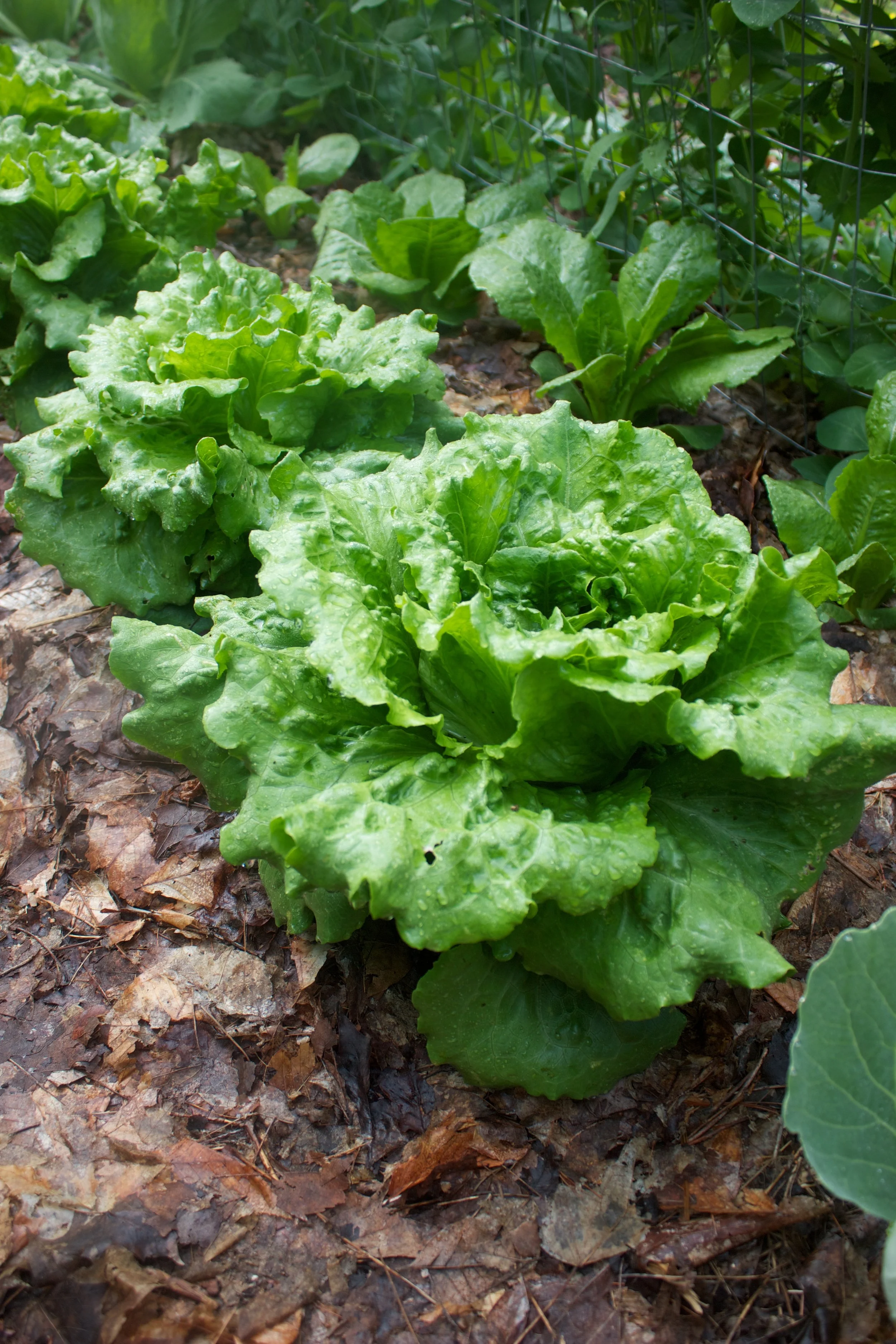 Seed Shop — Bhoomi Devi Seeds