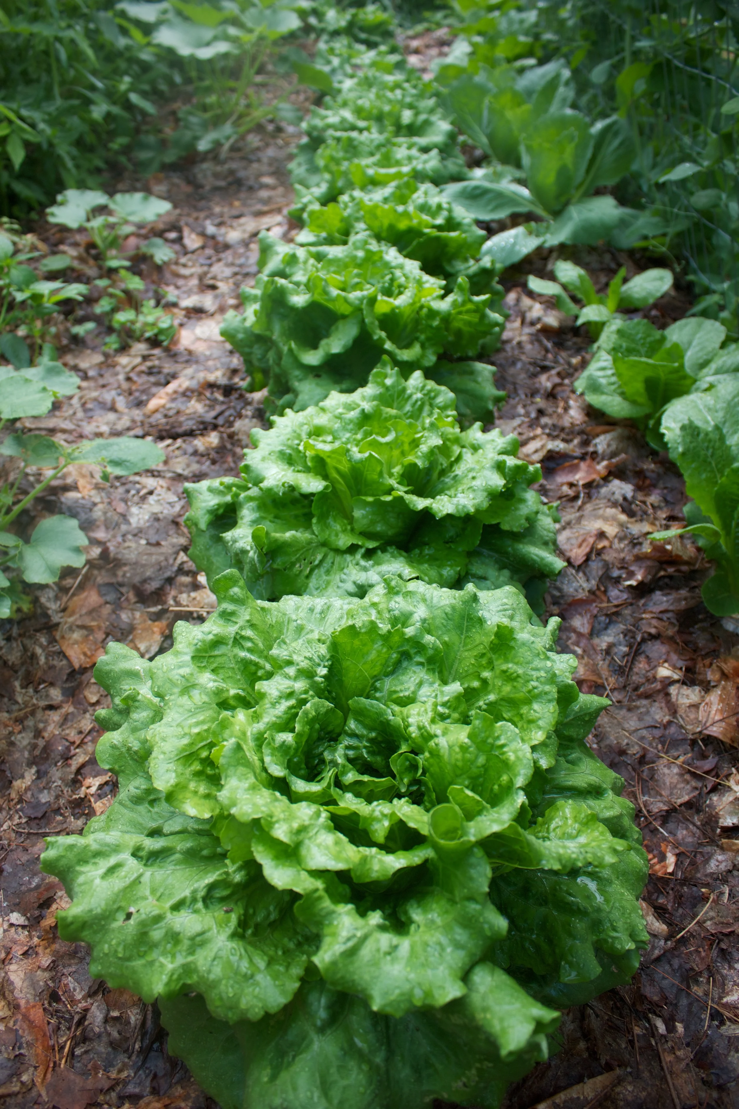 "Madeley" Kale — Bhoomi Devi Seeds