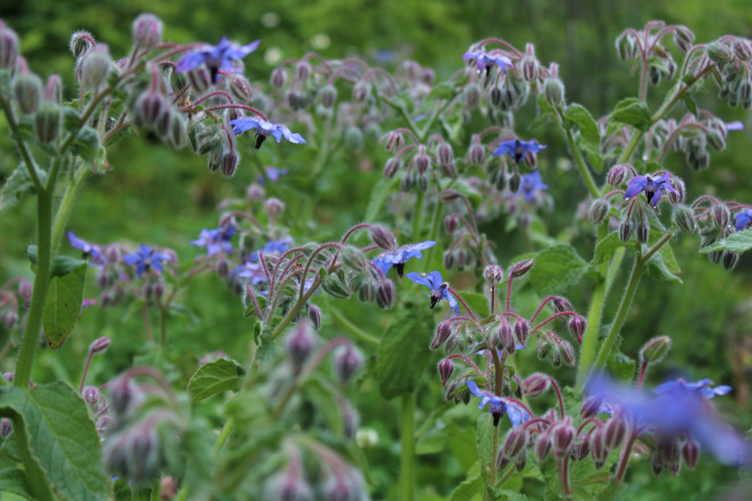 Seed Shop — Bhoomi Devi Seeds