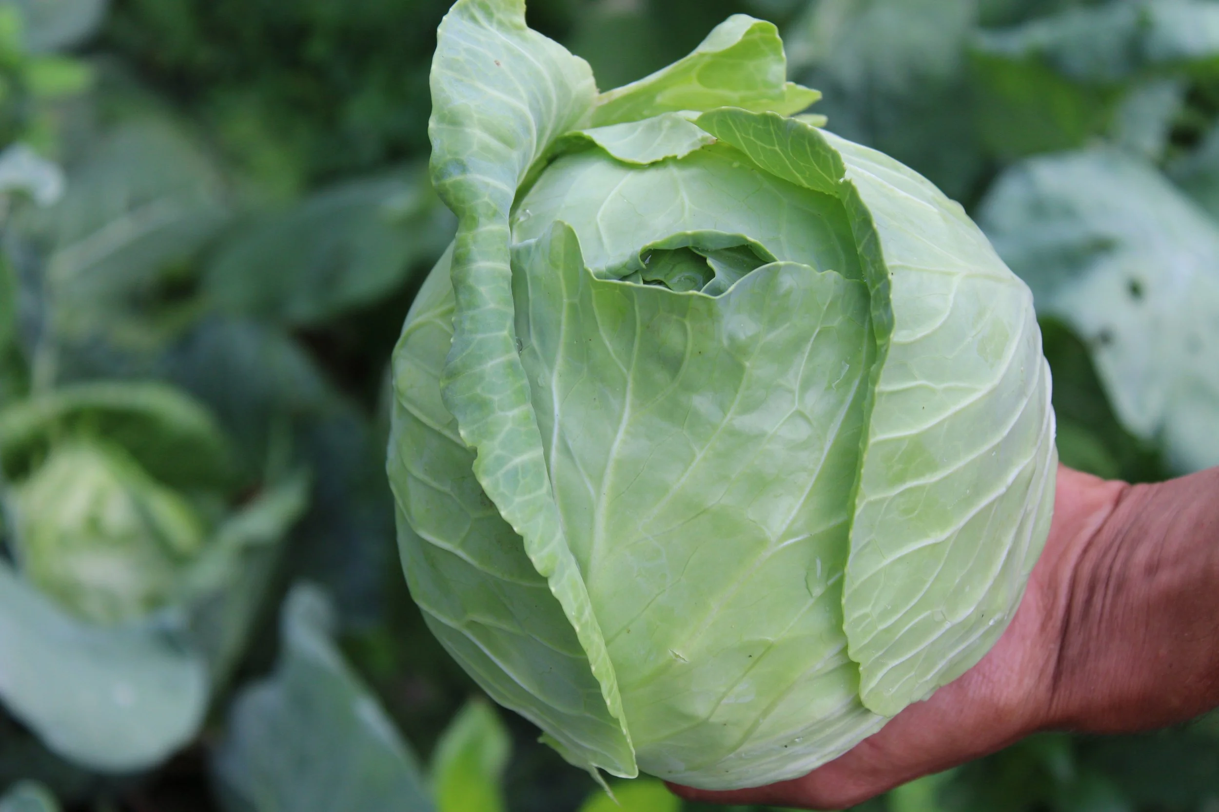 "Deitrich's" Wild Broccoli Raab — Bhoomi Devi Seeds