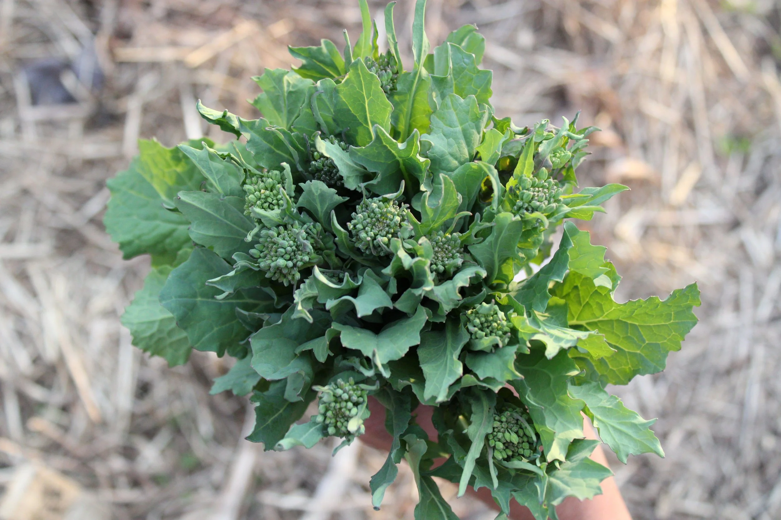 "Deitrich's" Wild Broccoli Raab — Bhoomi Devi Seeds