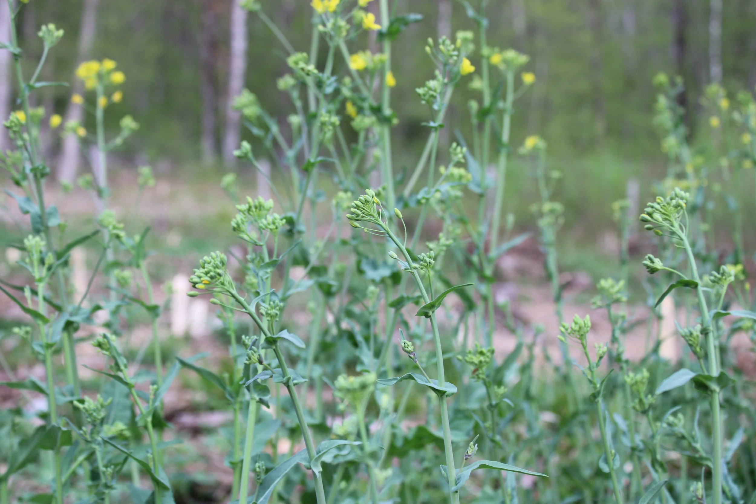 "Deitrich's" Wild Broccoli Raab — Bhoomi Devi Seeds