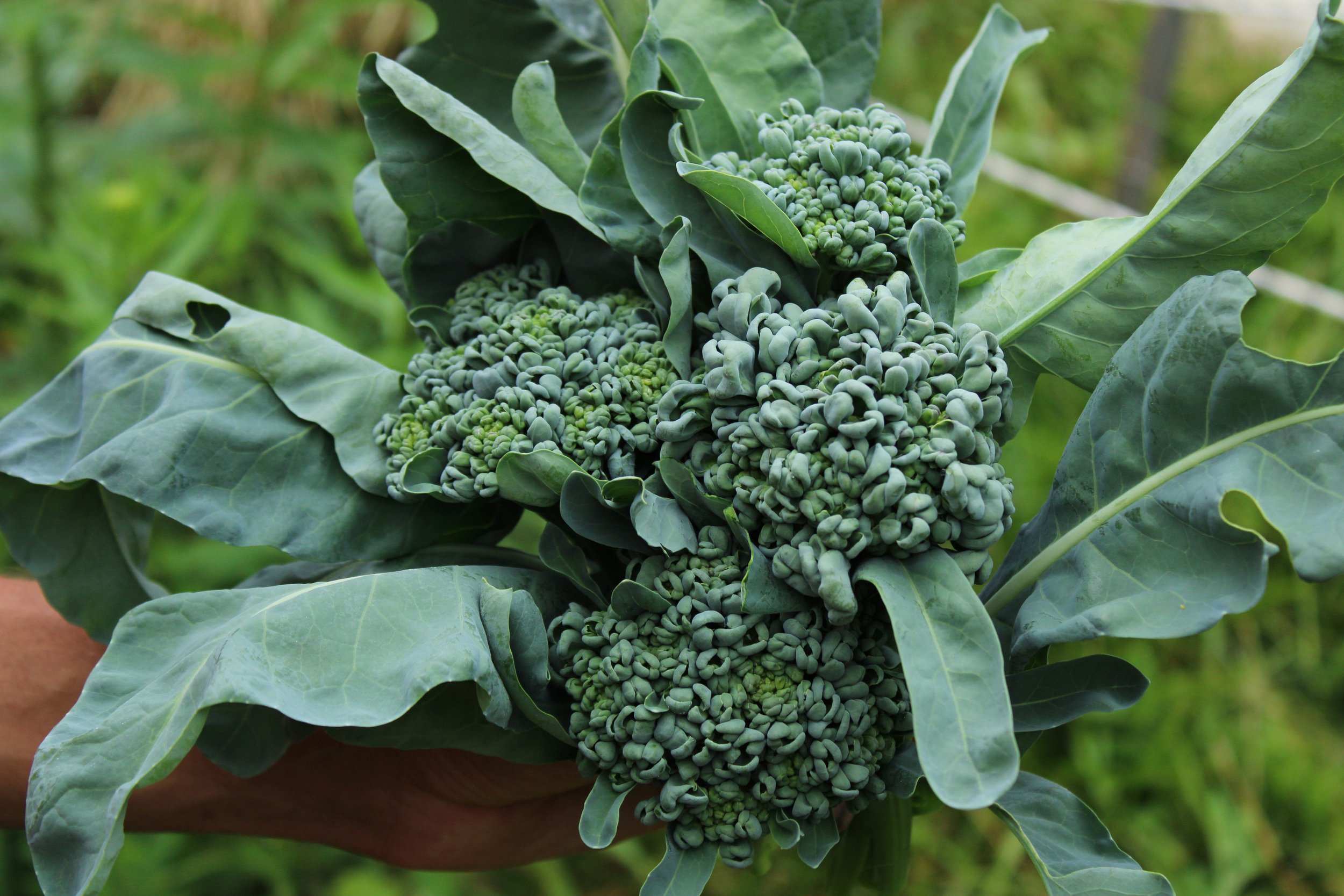 "Madeley" Kale — Bhoomi Devi Seeds