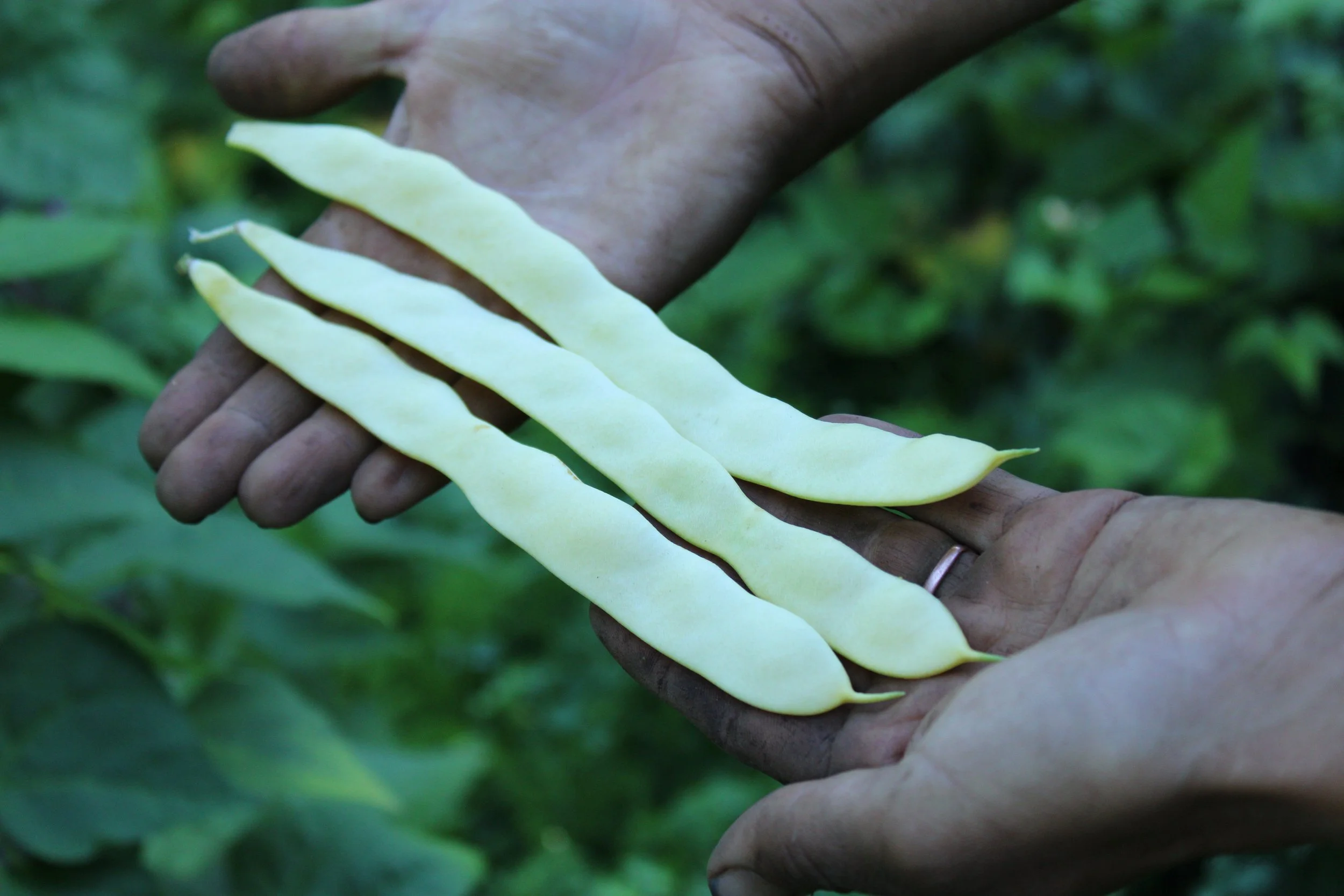 "Golden Gate" Yellow Romano Snap Pole Bean — Bhoomi Devi Seeds
