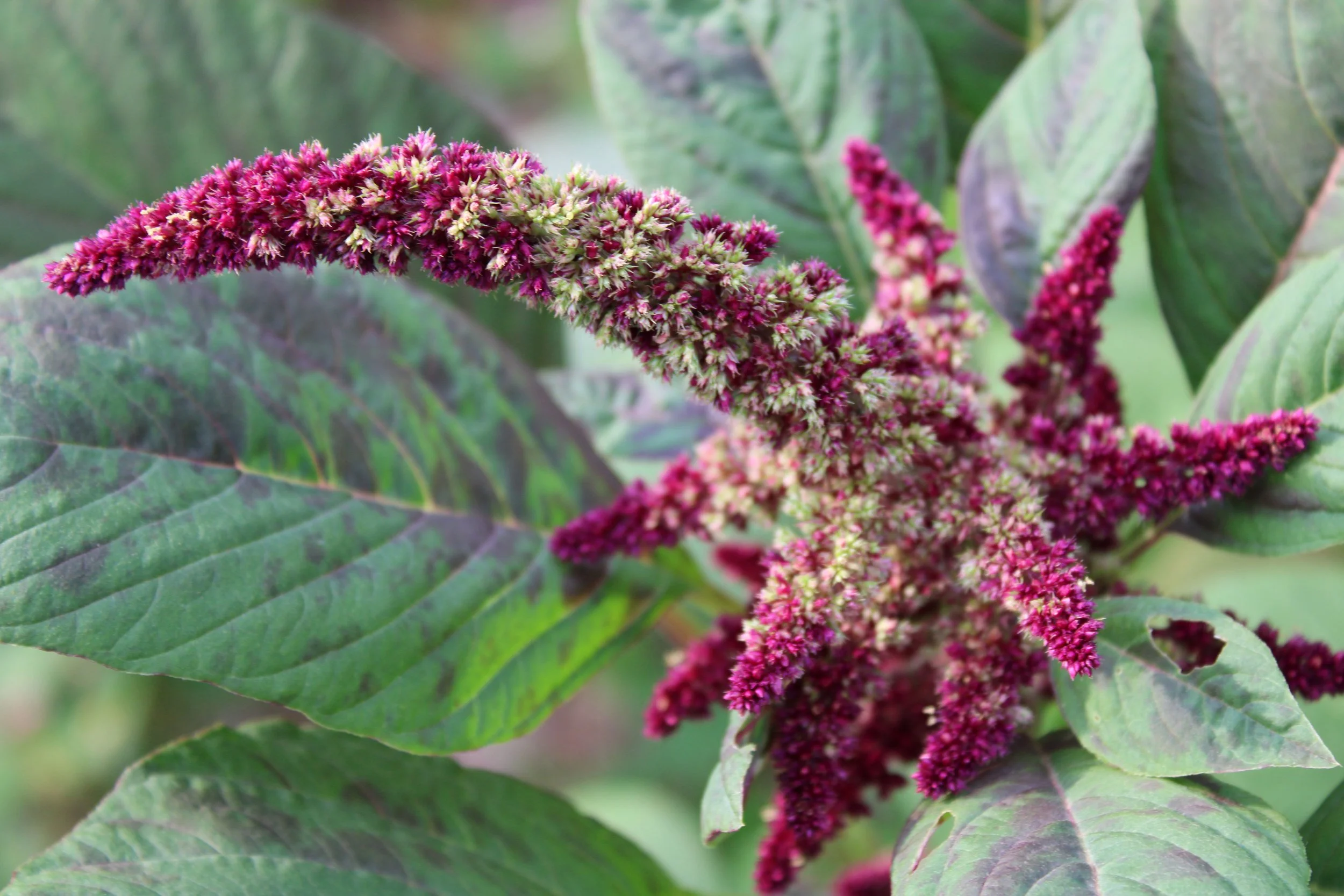 "Abenaki Rose" Flint Corn — Bhoomi Devi Seeds