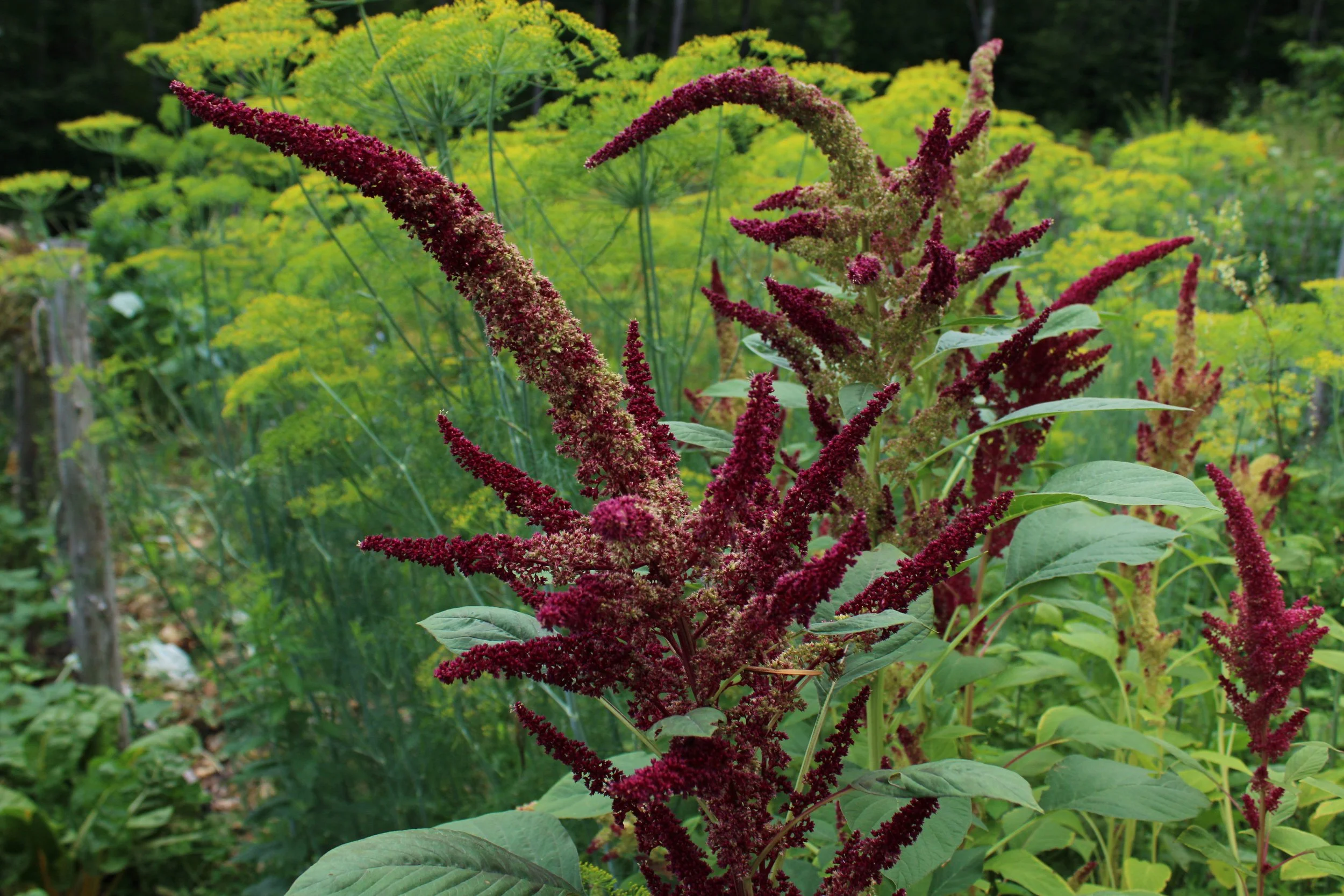 "Abenaki Rose" Flint Corn — Bhoomi Devi Seeds