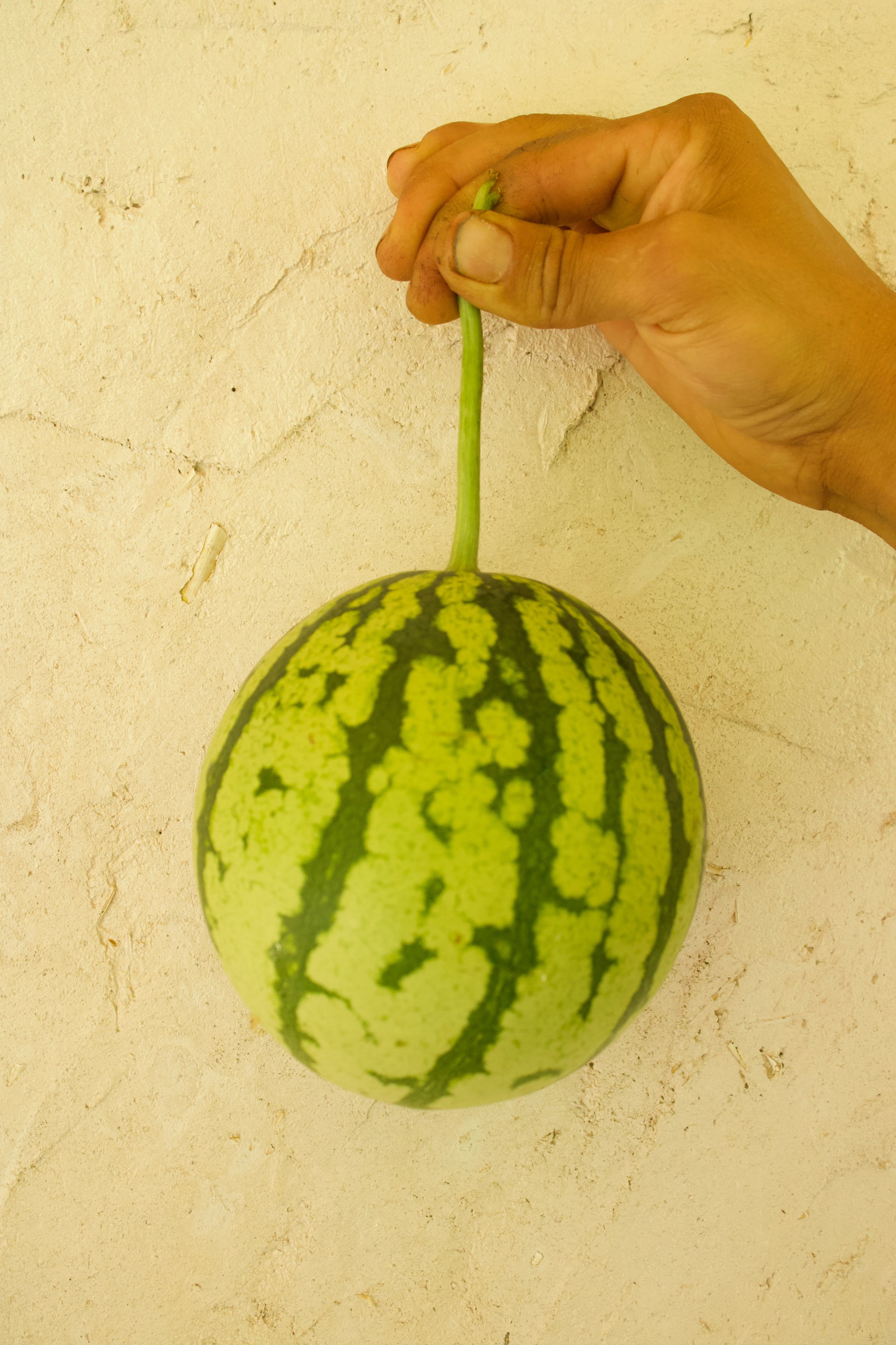 Seed Shop — Bhoomi Devi Seeds