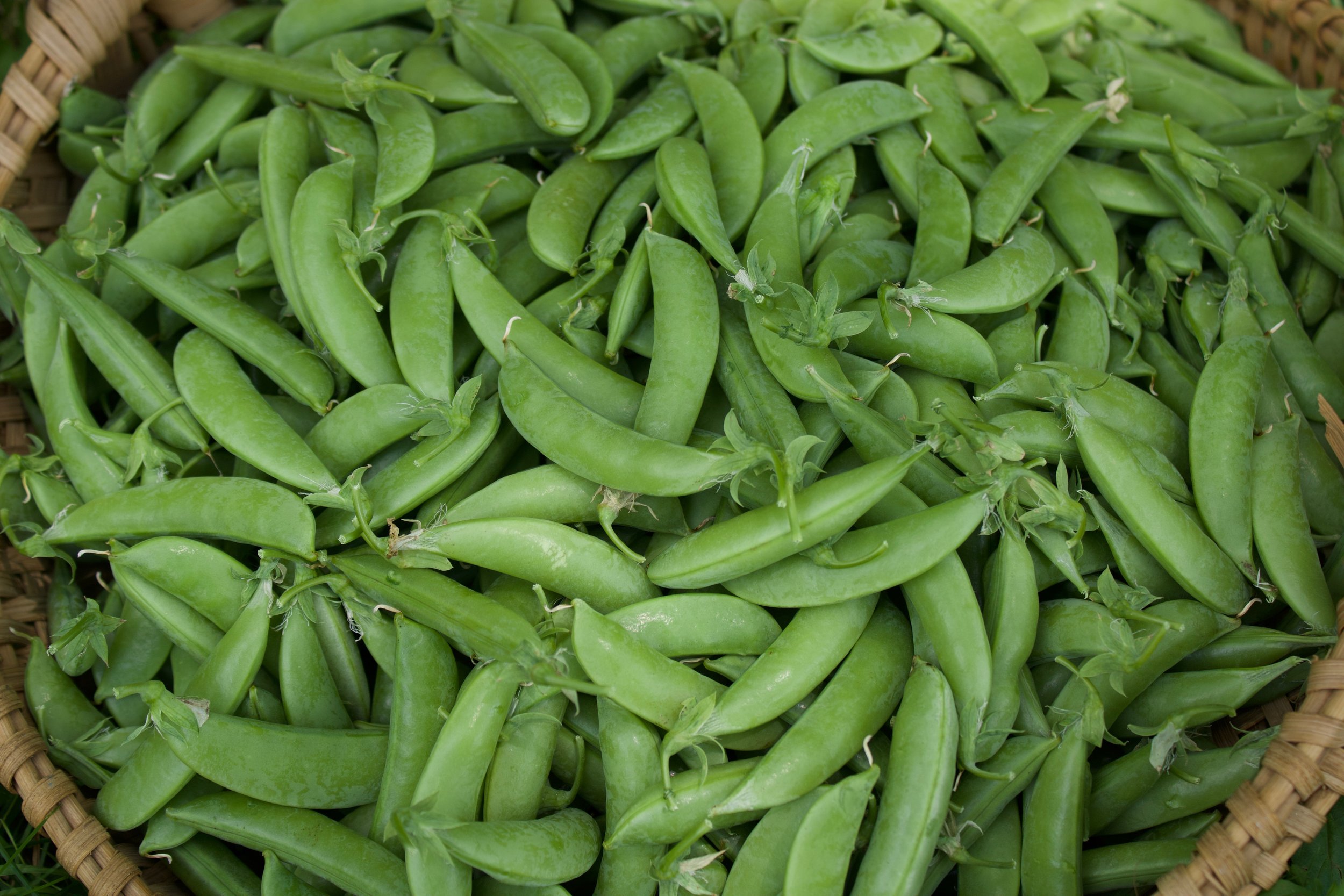 Roveja / Wild Pea of Umbria — Bhoomi Devi Seeds