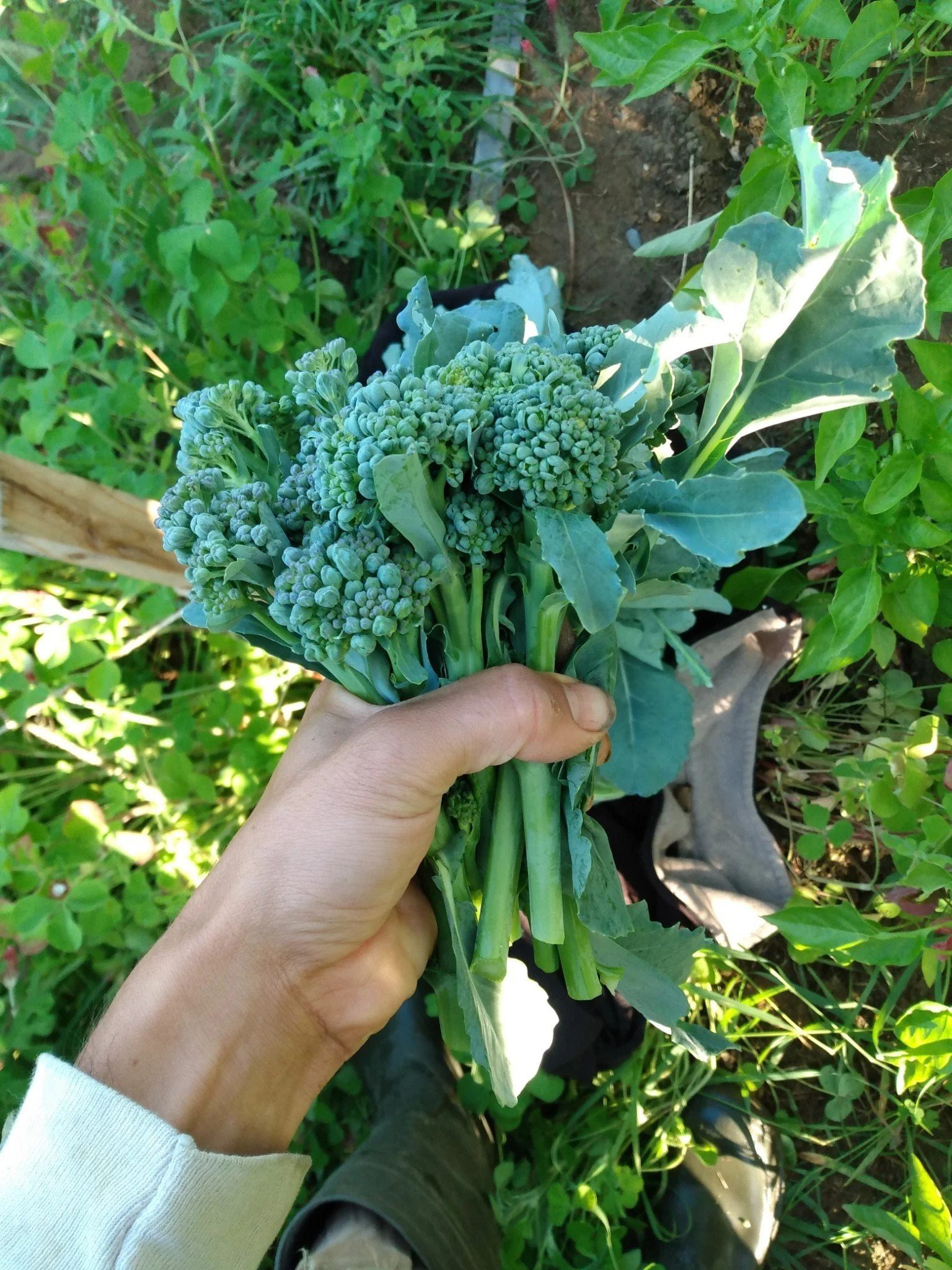 "Henpeck" Overwintering Collards — Bhoomi Devi Seeds