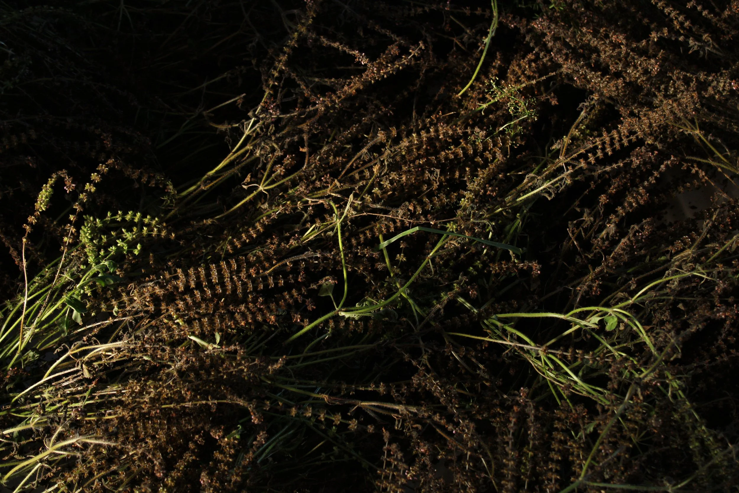 Seed Shop — Bhoomi Devi Seeds