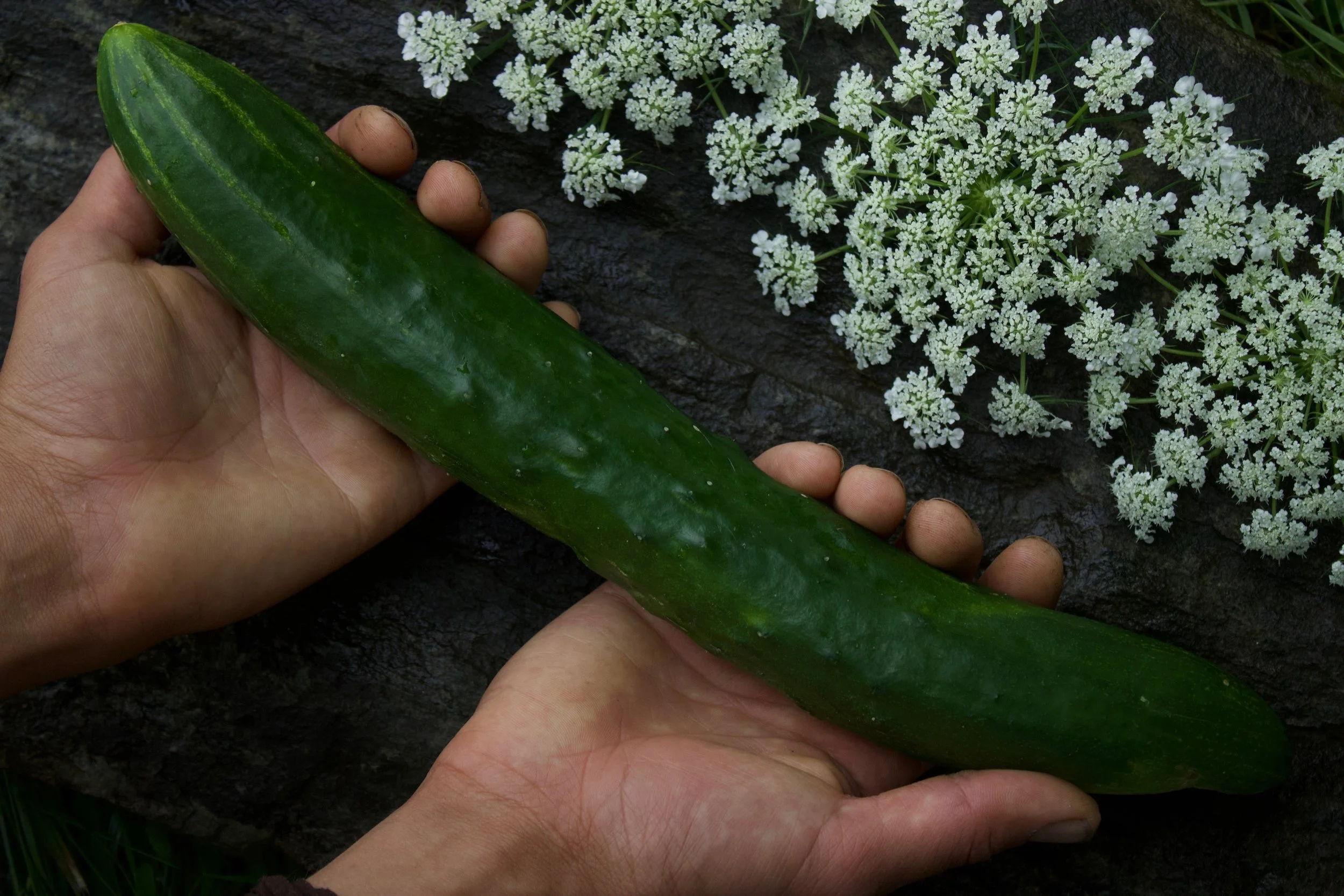 Cucumbers — Seed Shop — Bhoomi Devi Seeds