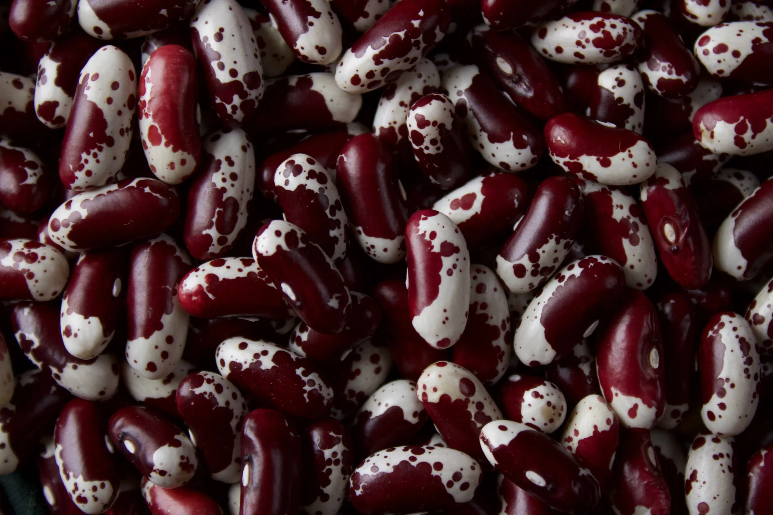 "Golden Gate" Yellow Romano Snap Pole Bean — Bhoomi Devi Seeds