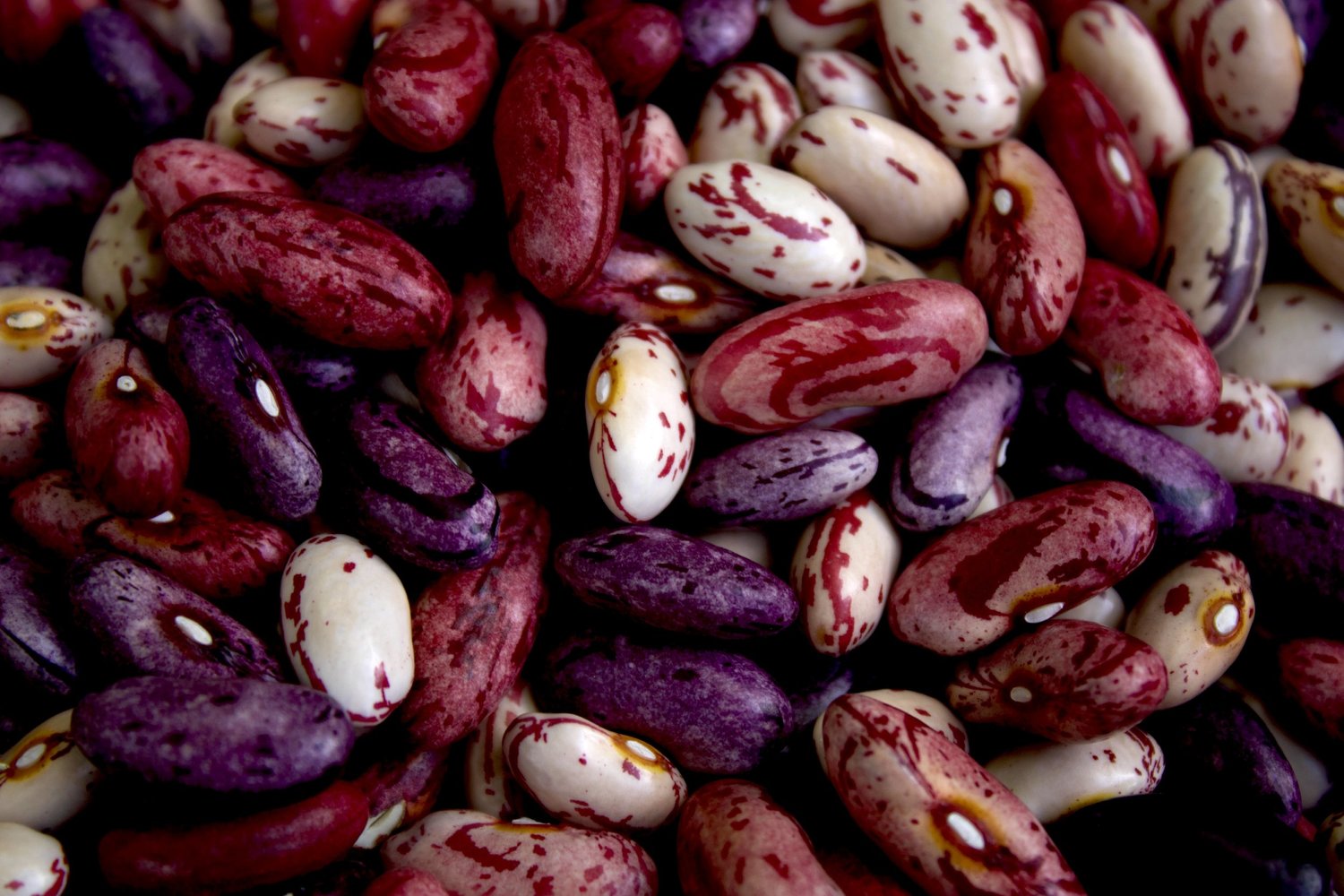 "Rainbow's End" Romano Snap Pole Bean Mix — Bhoomi Devi Seeds