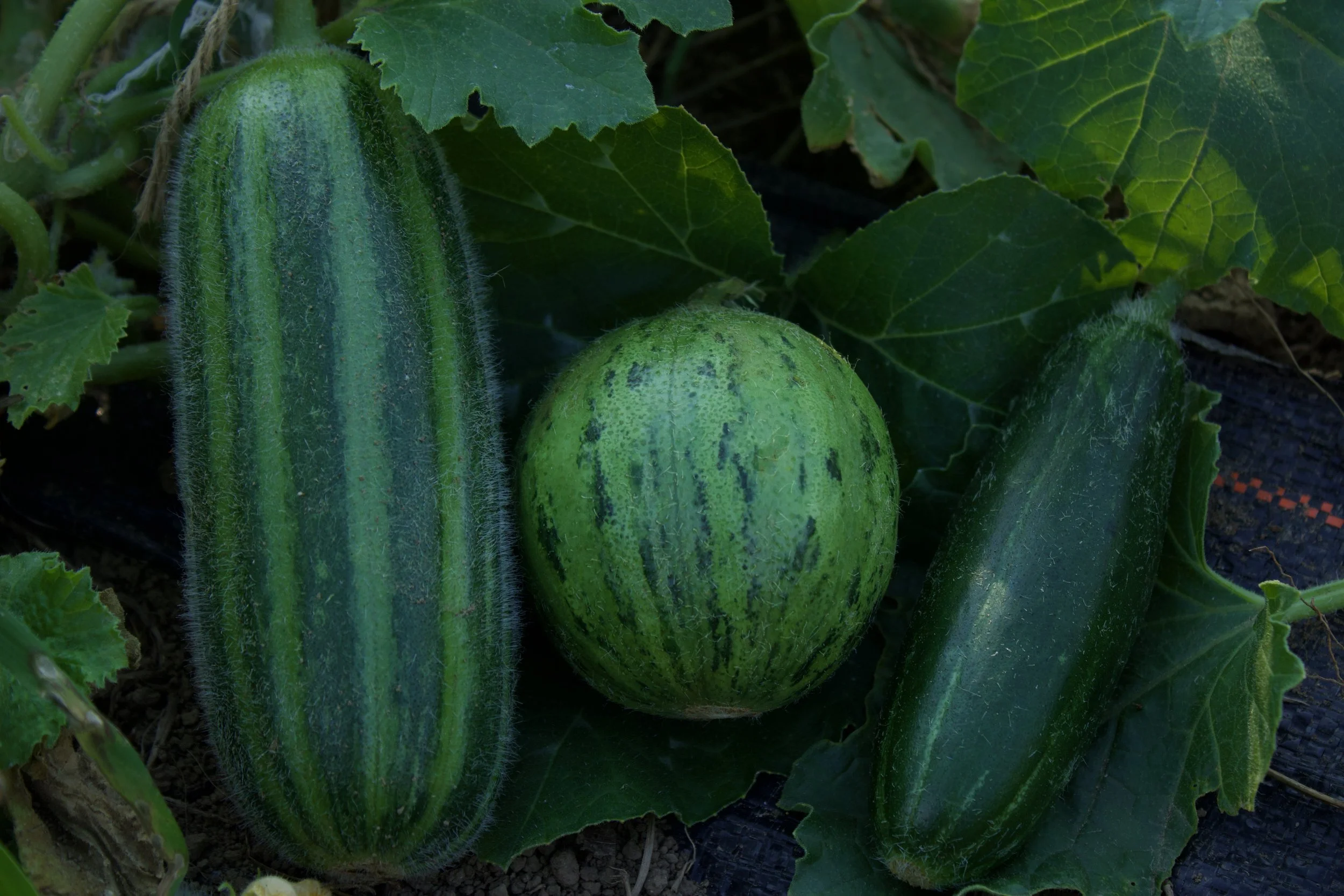 "Ice Cream" Melon — Bhoomi Devi Seeds
