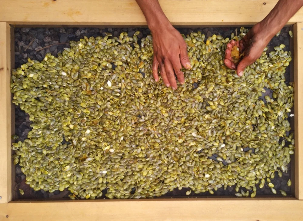 Why Open-Pollinated Seeds? — Bhoomi Devi Seeds