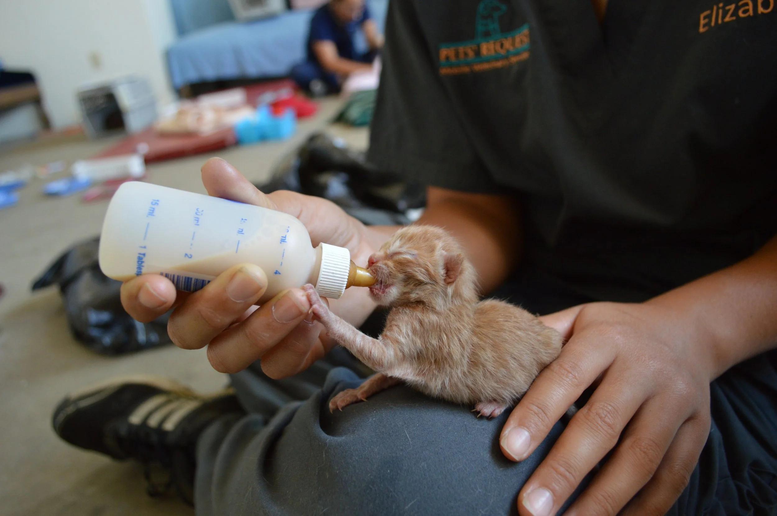 What Is Animal Welfare? — International Veterinary Outreach