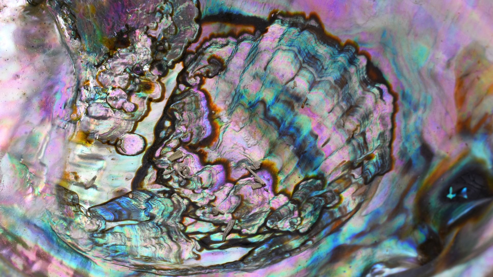 Abalone shell properties — Her Wild Soul