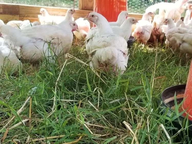 5N Pastures | High Quality Meats | Pasture Raised