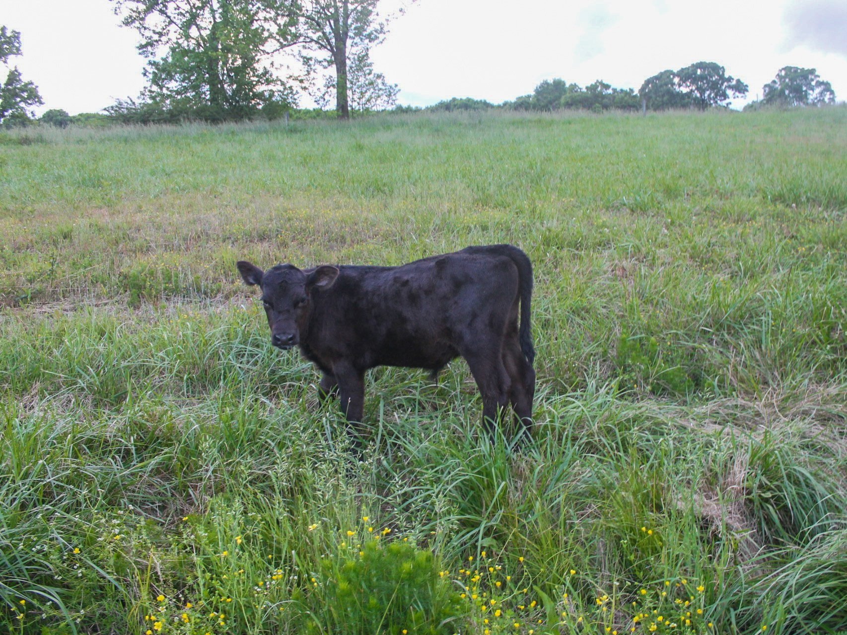 5N Pastures | High Quality Meats | Pasture Raised