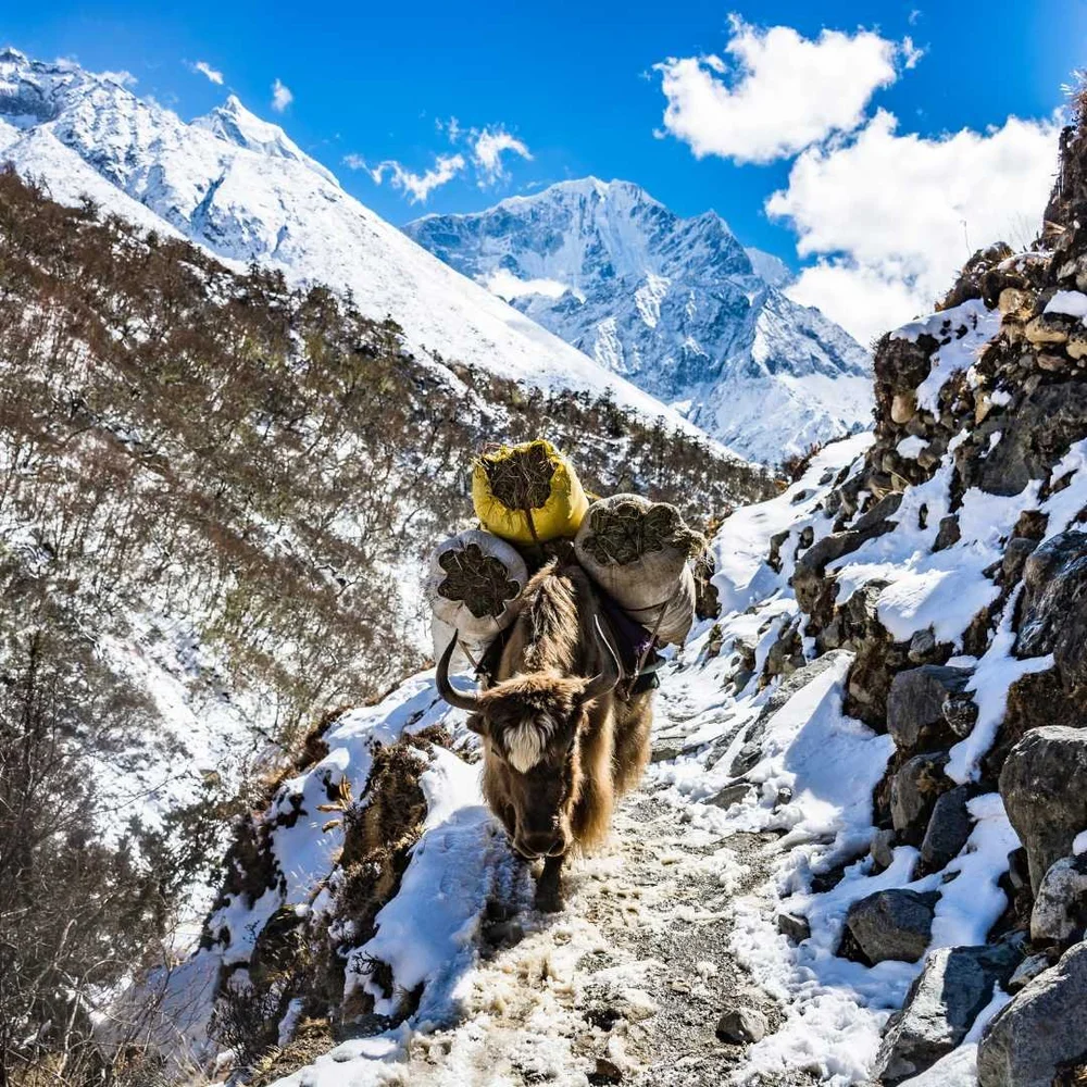Women's Everest Base Camp Trek — Alpinistas Adventures