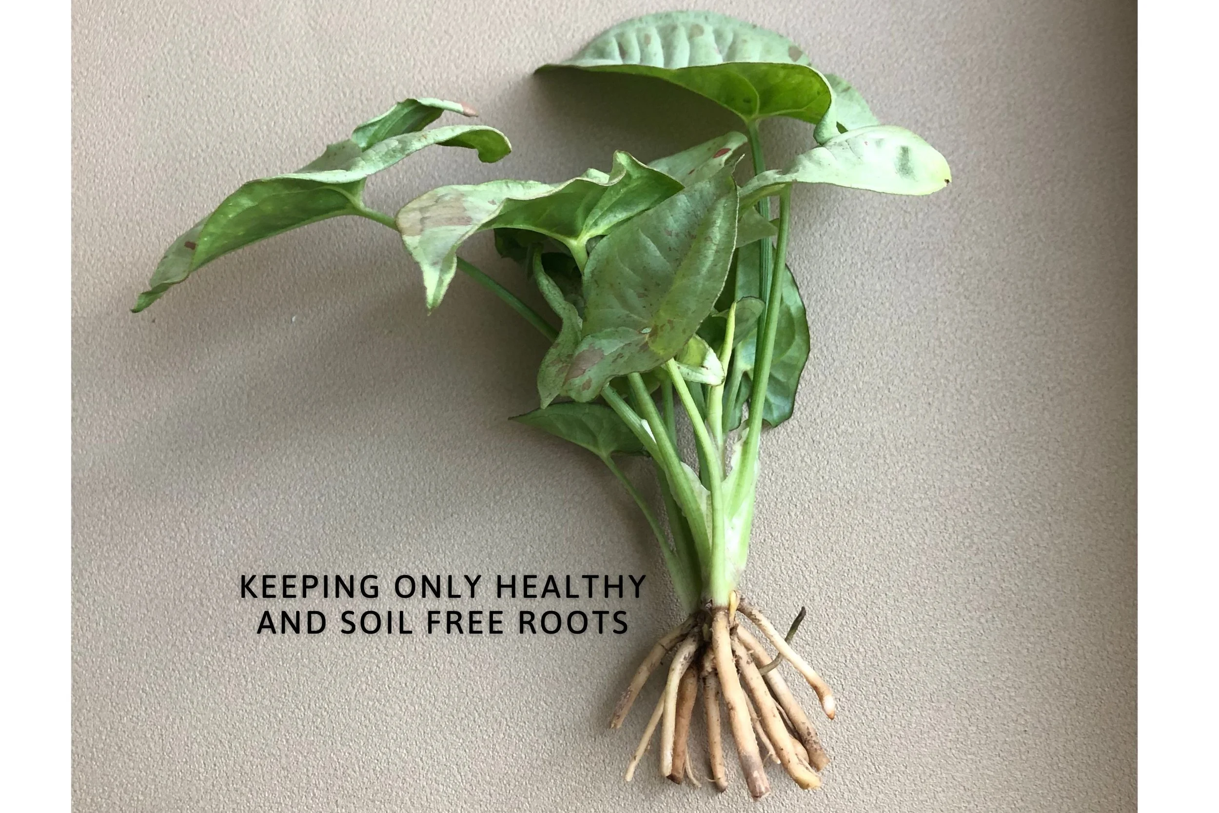 The Ultimate Guide to Using LECA for Semi-Hydroponics and Potting Mixes ...