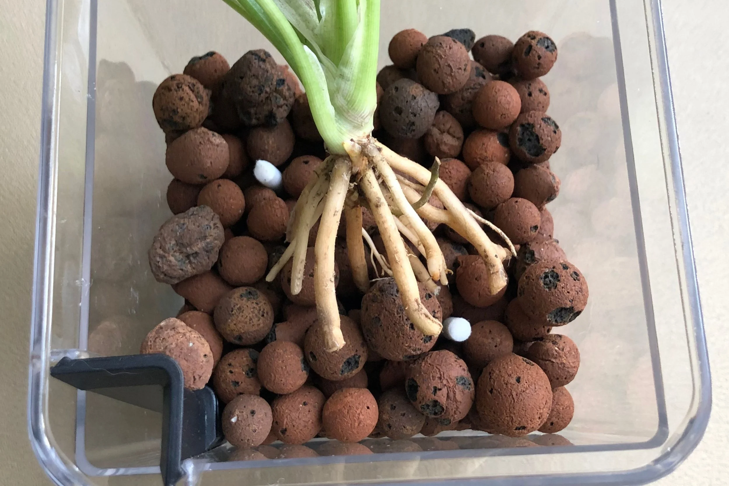 The Ultimate Guide to Using LECA for Semi-Hydroponics and Potting Mixes ...