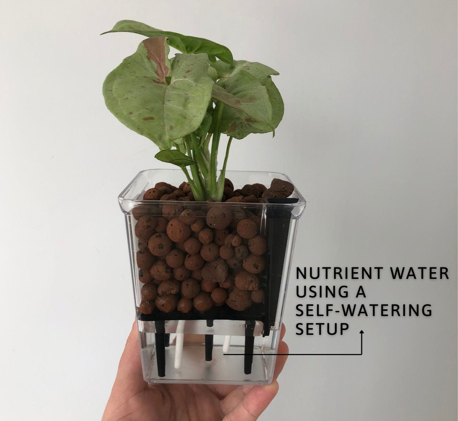 The Ultimate Guide to Using LECA for Semi-Hydroponics and Potting Mixes ...