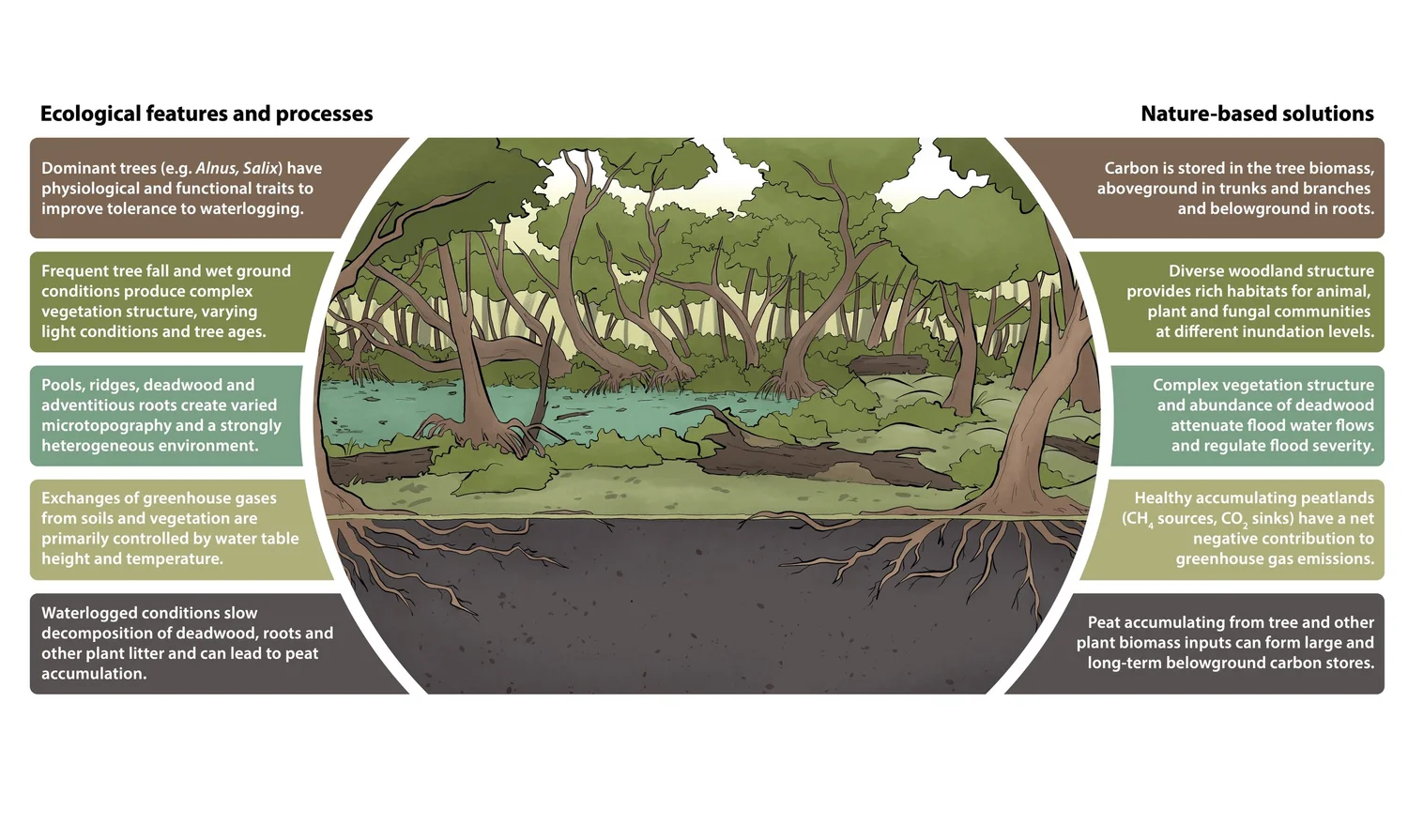 WET WOODLANDS RESEARCH