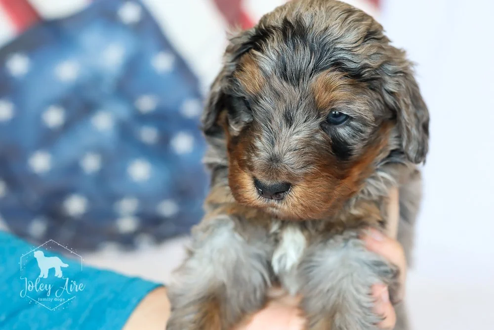 Merle F1 Bernedoodle puppy for sale — Joley Aire