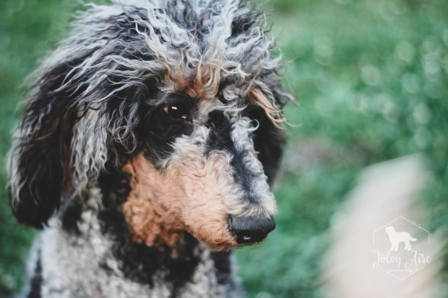 Phantom Merle Poodle Stud for Bernedoodles — Joley Aire