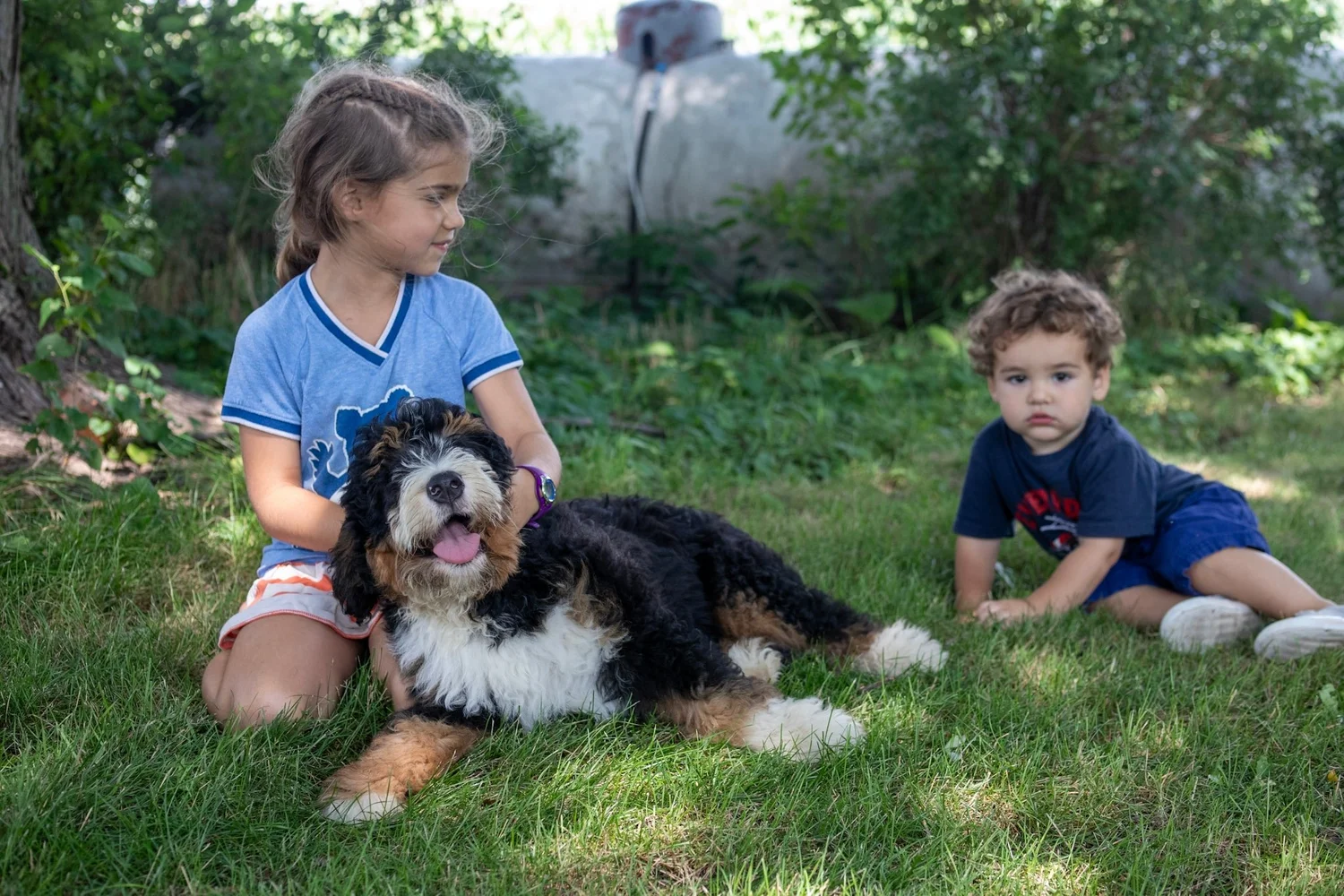 Exploring the Bernedoodle Temperament: Friendly, Intelligent, and ...