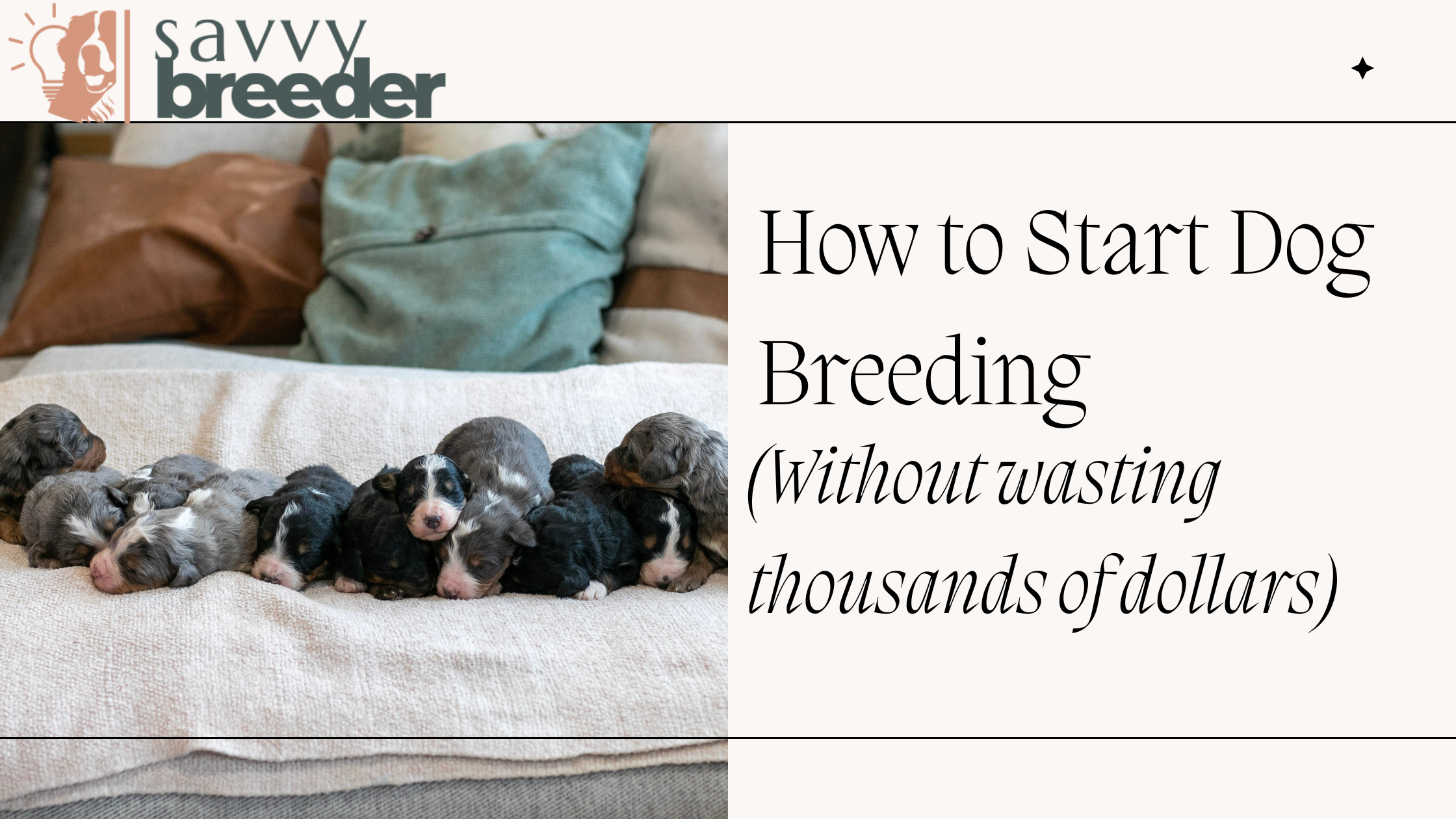 How to Start a Dog Breeding Business with One Dog (Step-by-Step Guide ...