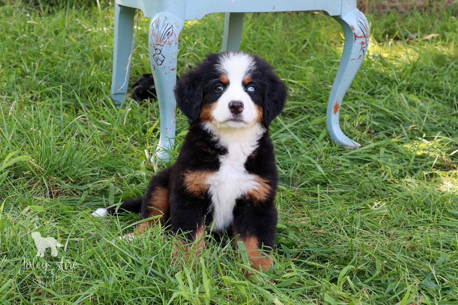 How to Potty Train Your Puppy from Start to Finish — Joley Aire