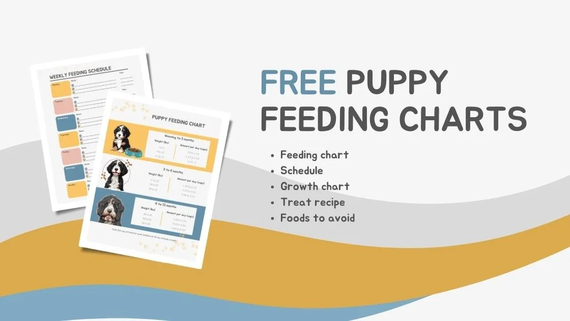 Puppy Feeding guide from 8 Weeks to 1 Year — Joley Aire