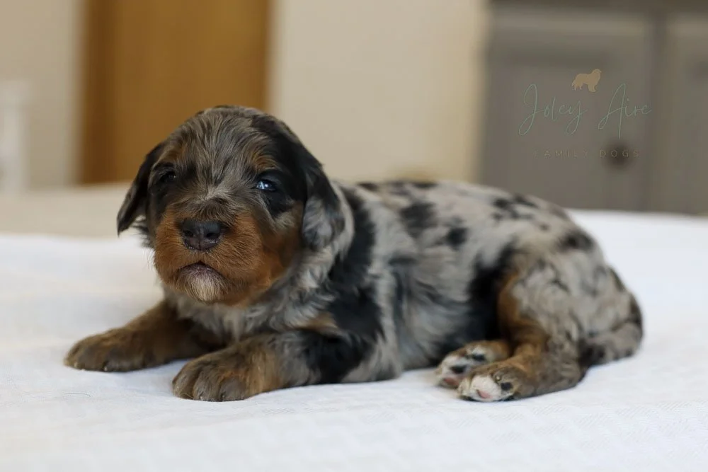 Stunning merle bernedoodle puppy in Illinois — Joley Aire