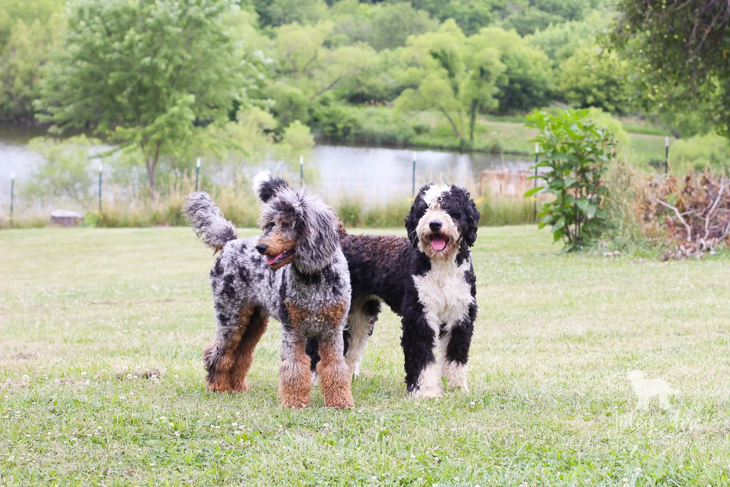 Phantom Merle Poodle Stud for Bernedoodles — Joley Aire