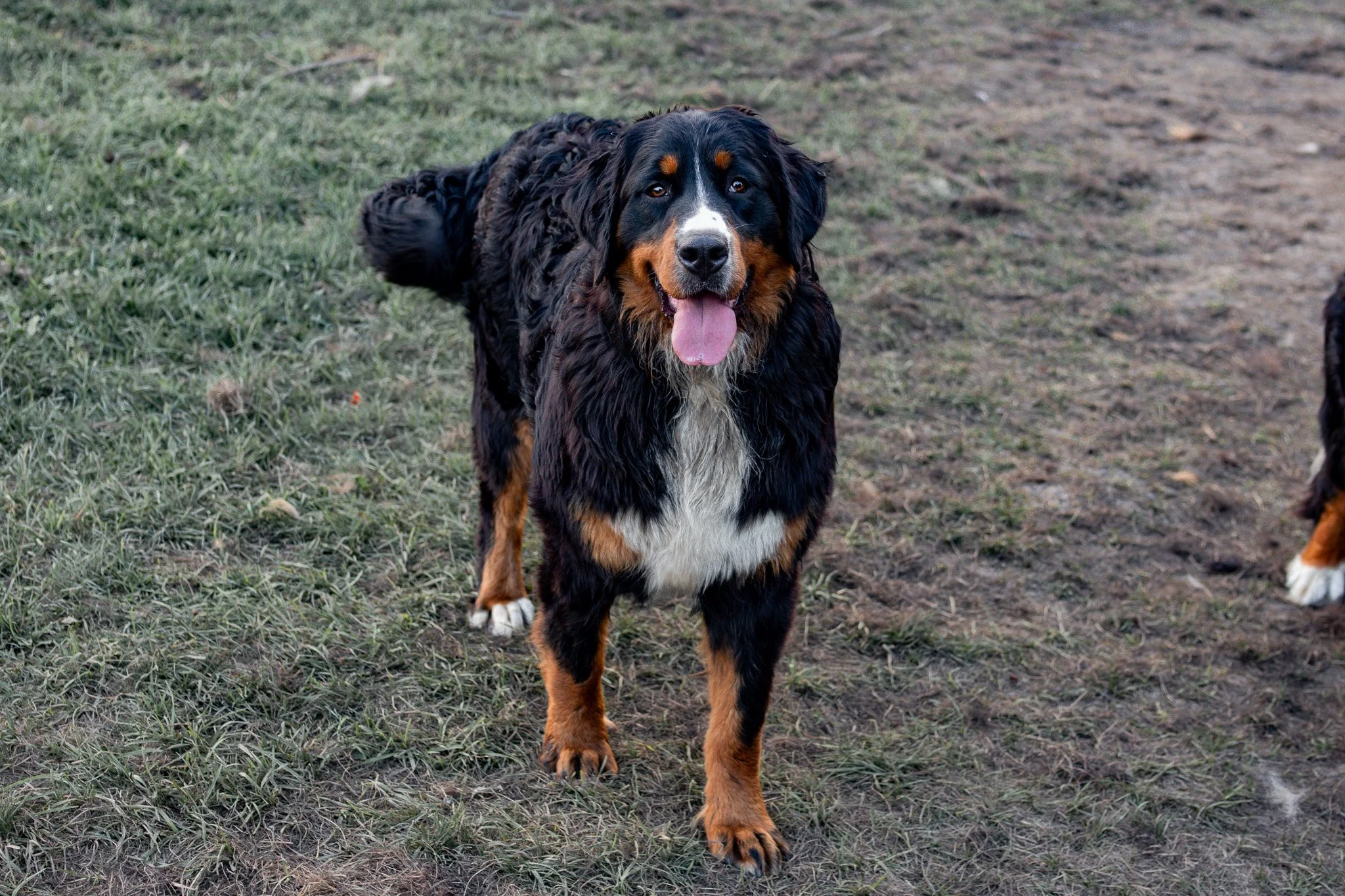 Nala — Joley Aire