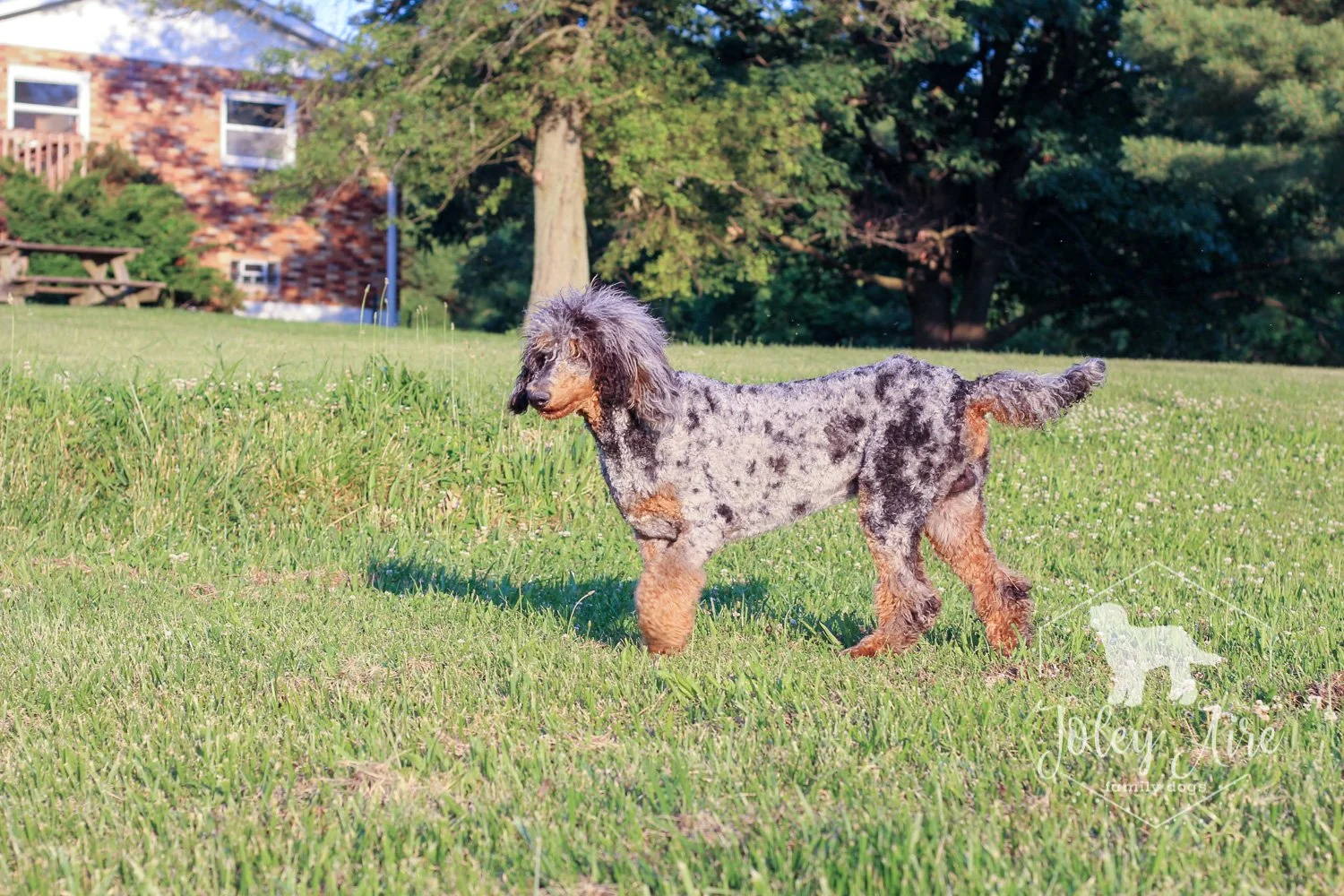 Phantom Merle Poodle Stud for Bernedoodles — Joley Aire