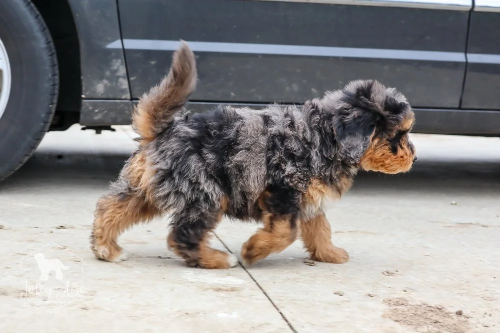 Stunning Blue Merle Bernedoodle Puppy! Good with kids — Joley Aire