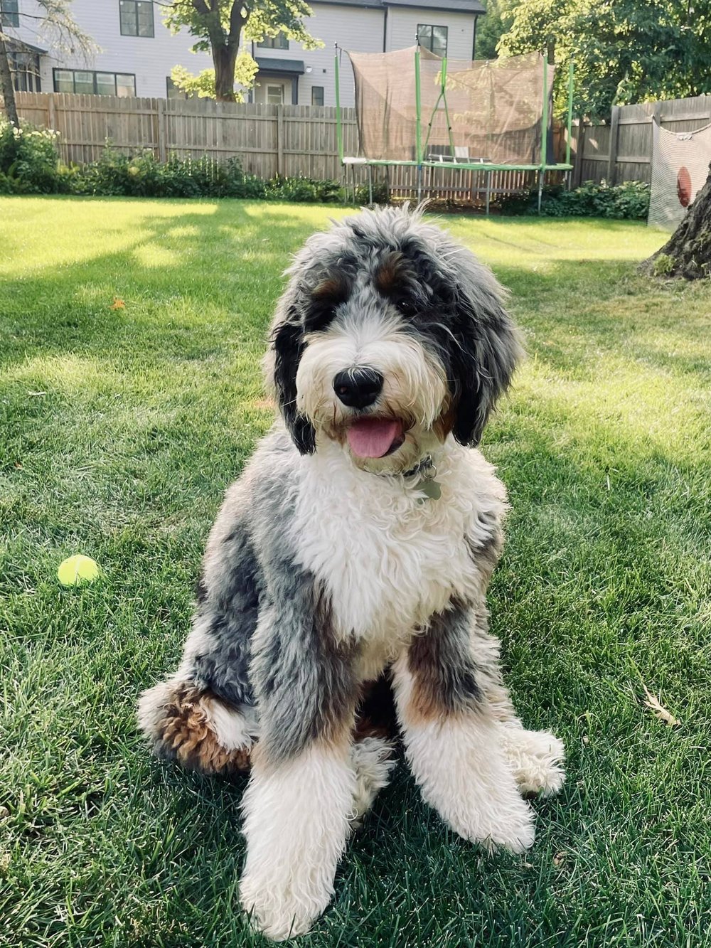 Exploring the Bernedoodle Temperament: Friendly, Intelligent, and ...